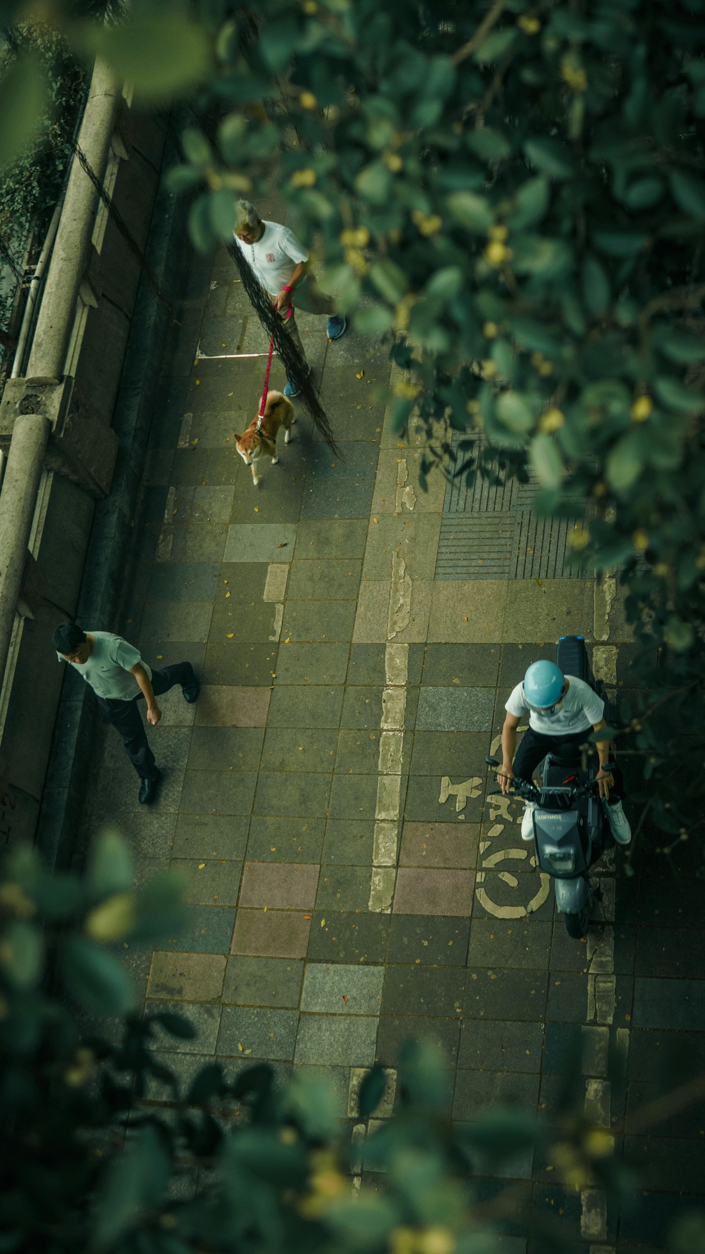 Ambam Gorilla - Fotografía