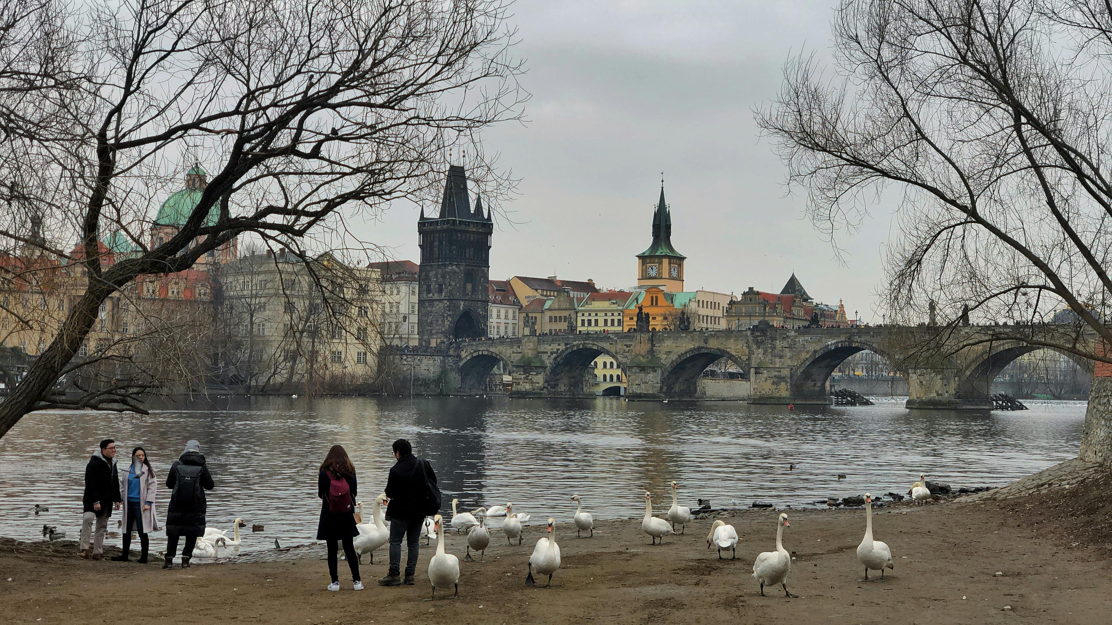 Ambam Gorilla - Fotografía