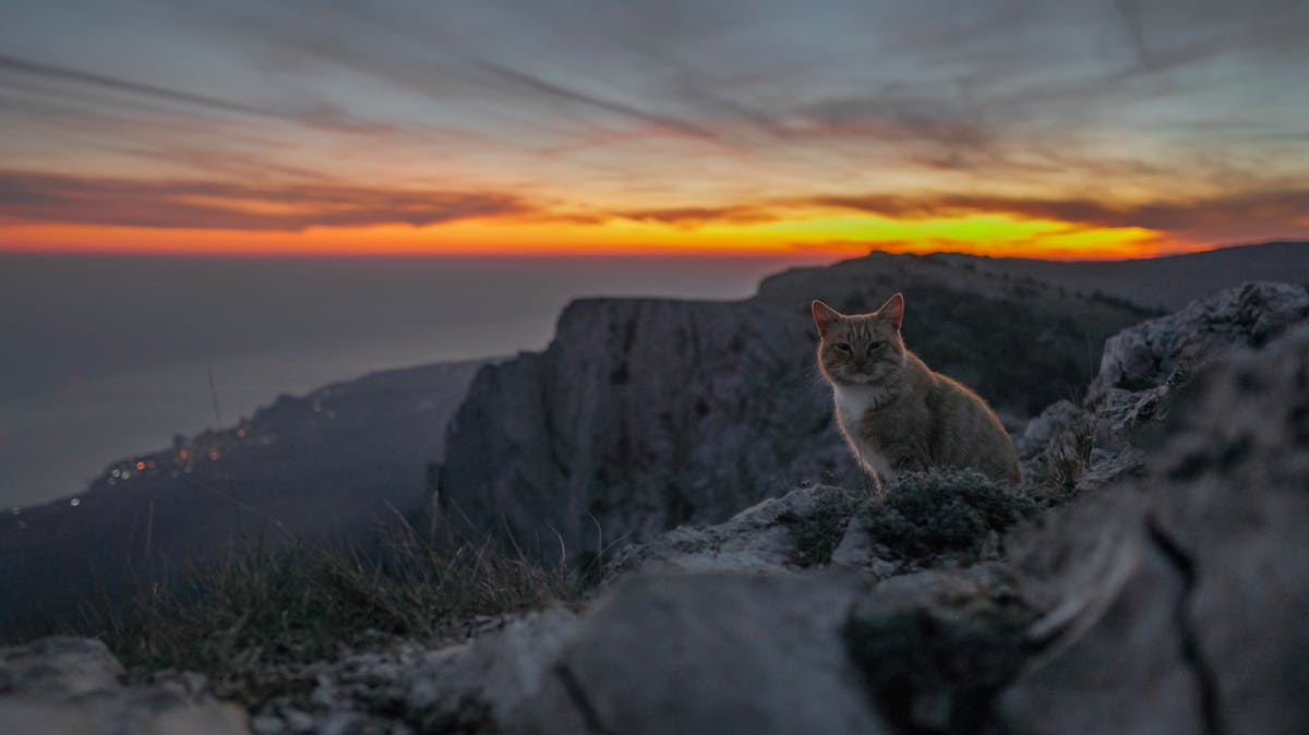 Cat Landscape Wallpaper Photos, Download The BEST Free Cat Landscape ...