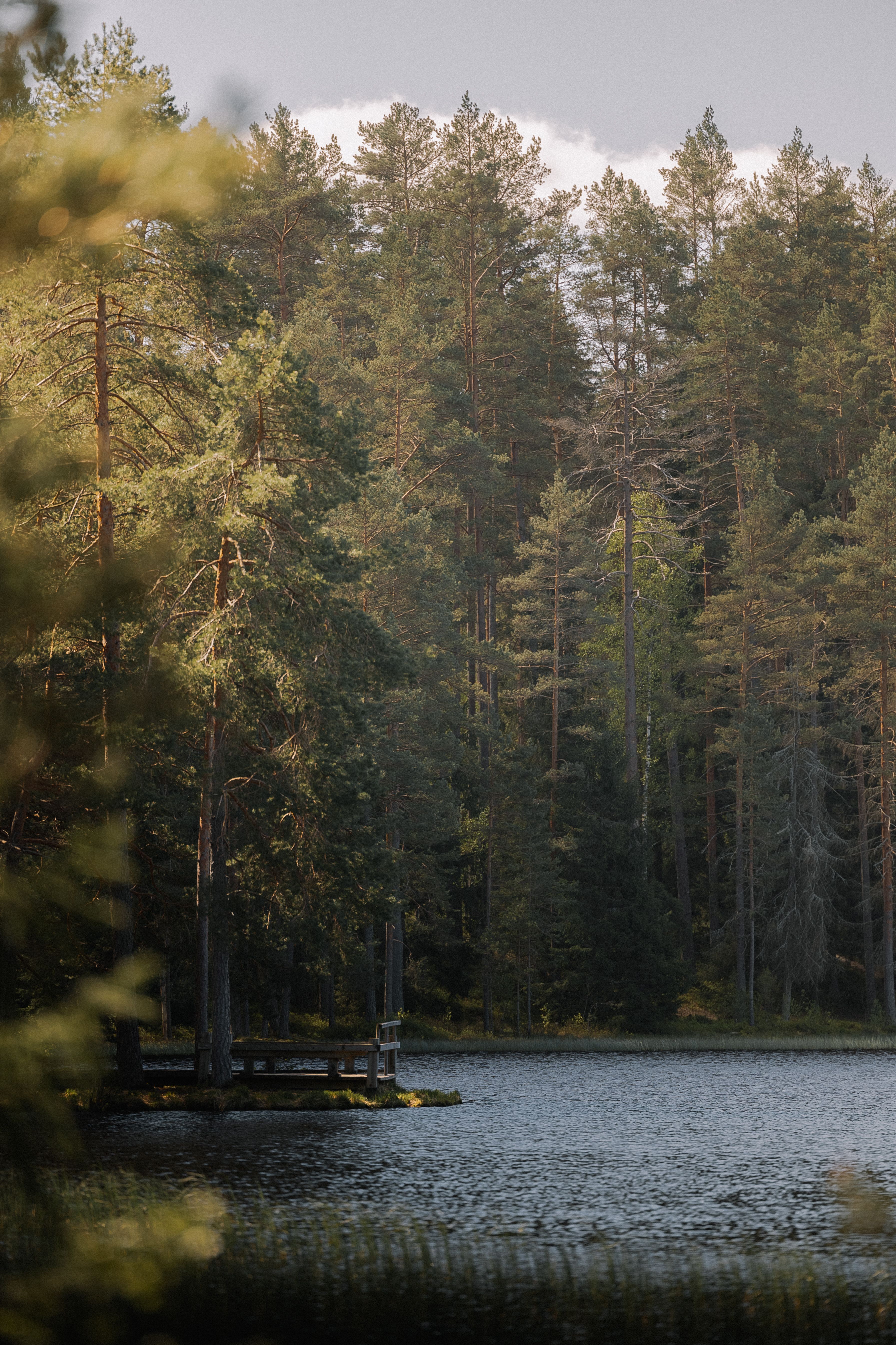 Fir Forest Surrounding a Lake · Free Stock Photo