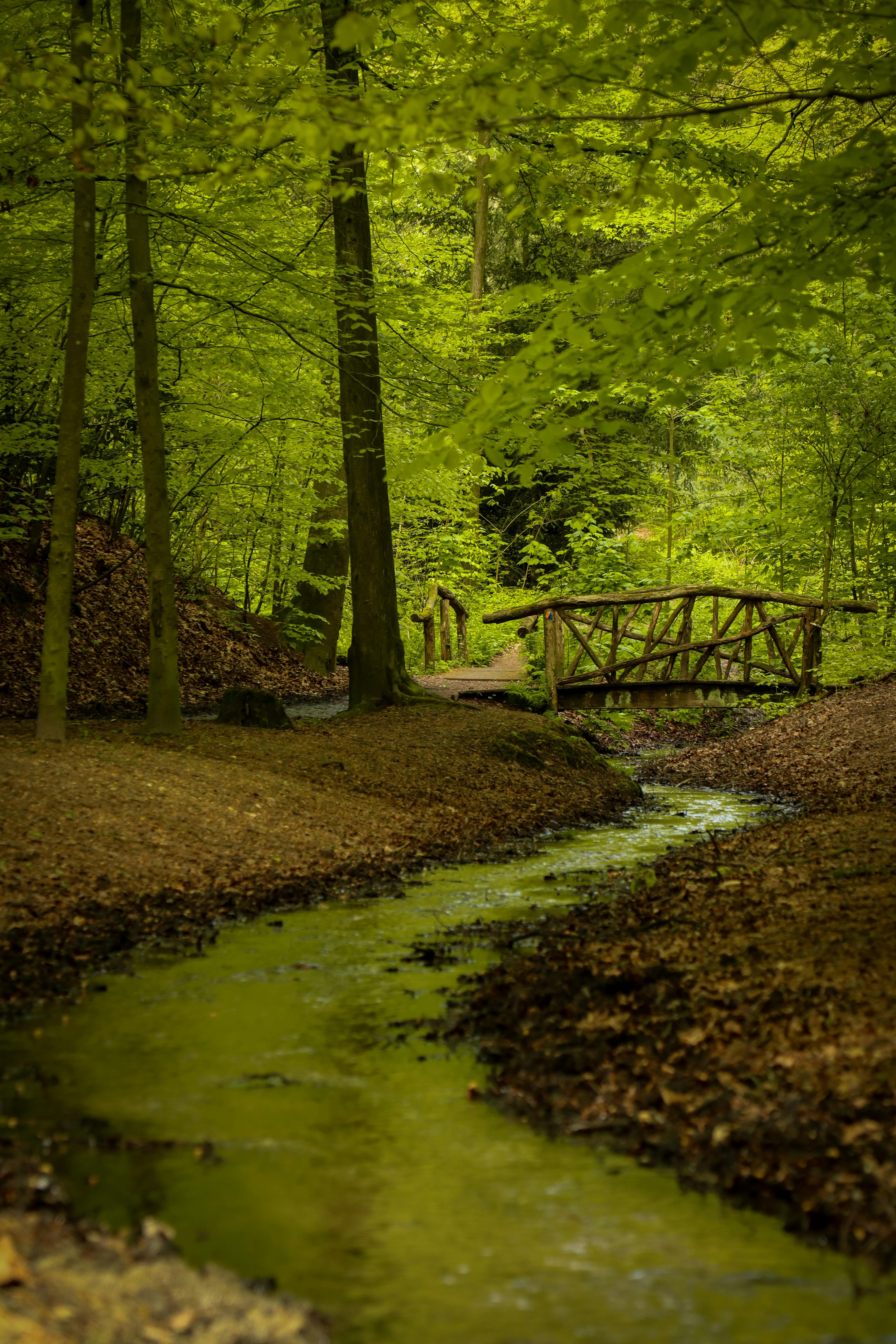 Wooden Bridge Between Trees · Free Stock Photo