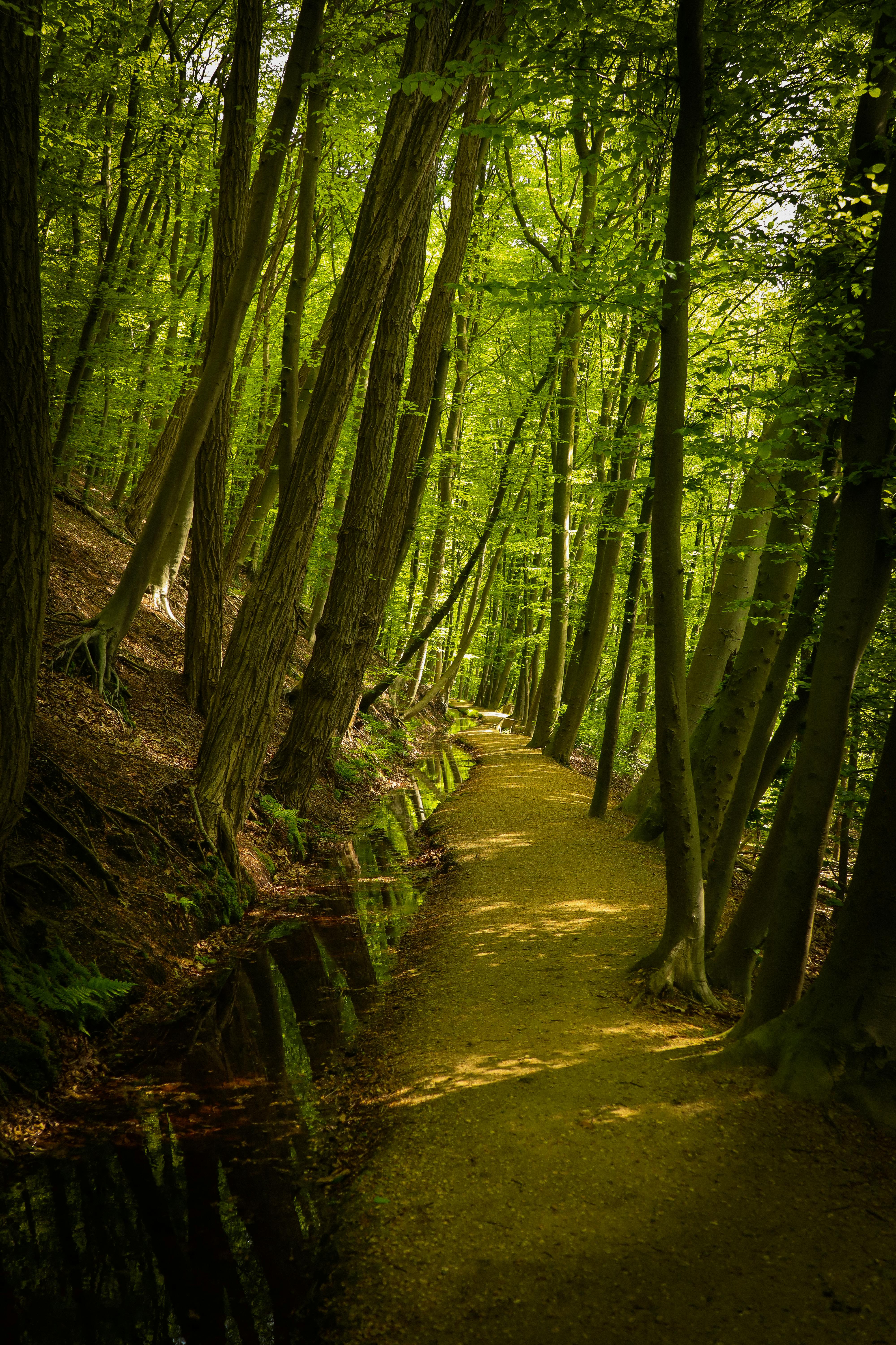 Imagine de stoc gratuită cu aer proaspat, arbori, baldachin, botanic ...