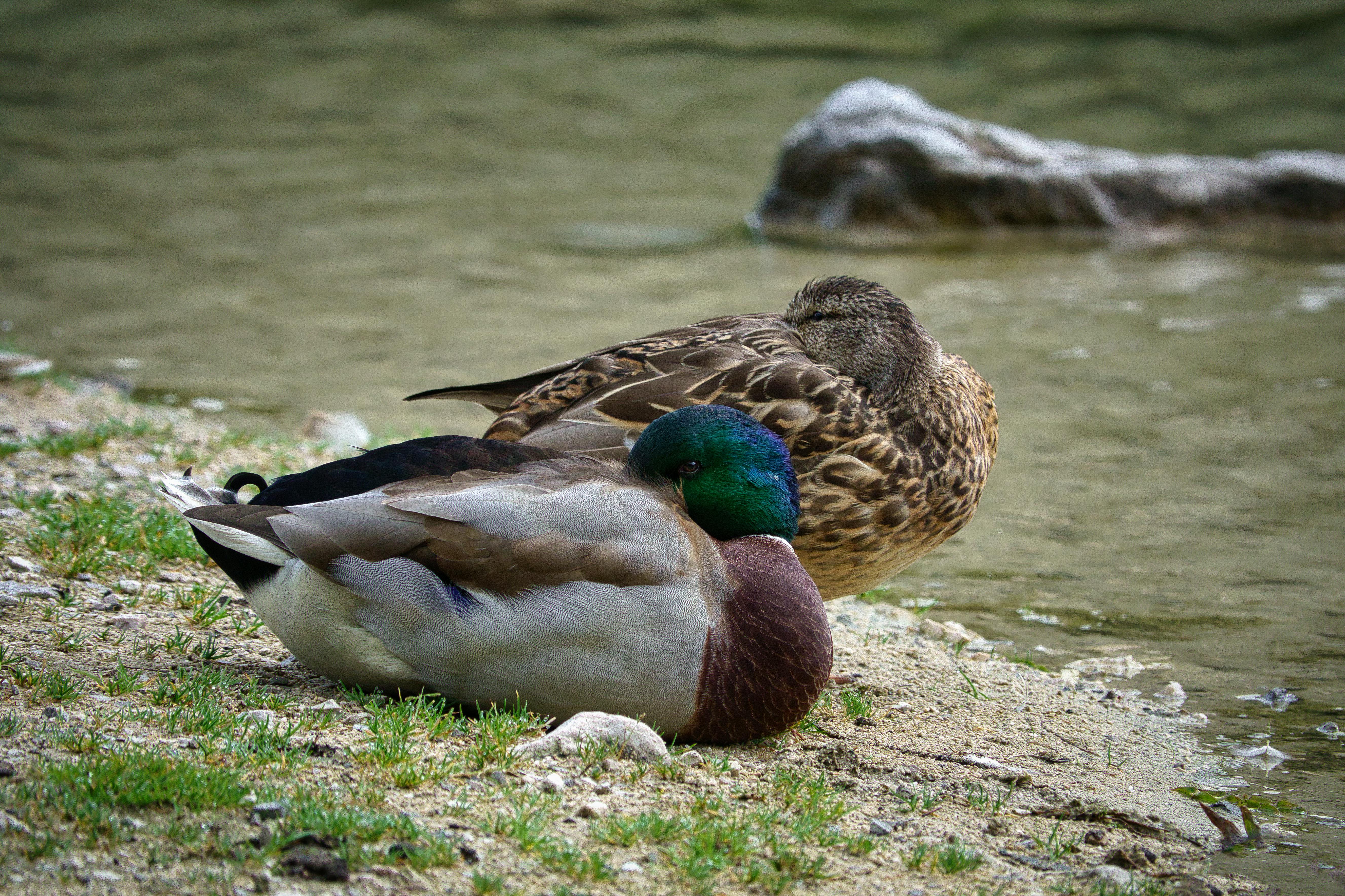Sleeping ducks by the lake · Free Stock Photo