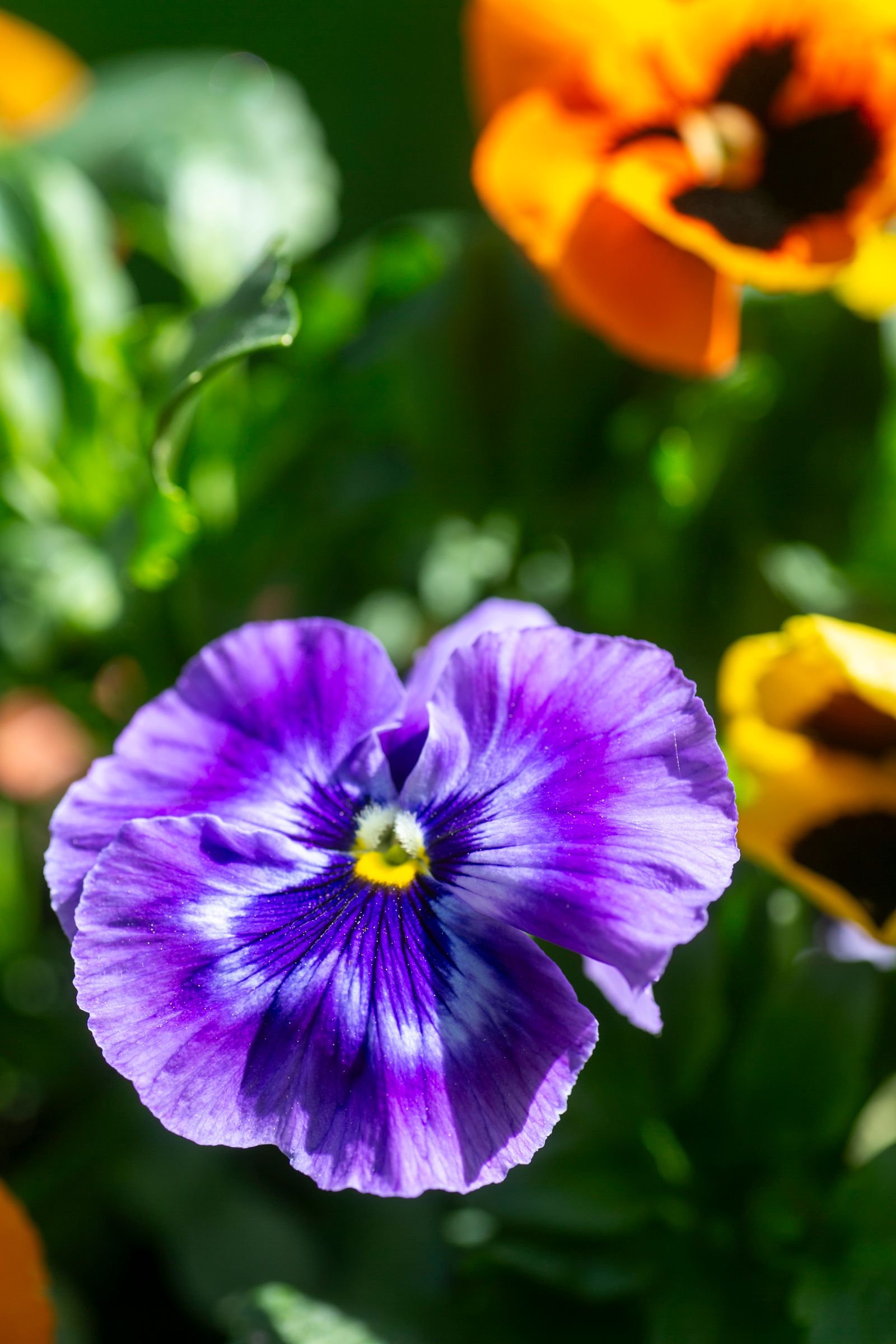 Pansies Photos, Download The BEST Free Pansies Stock Photos & HD Images