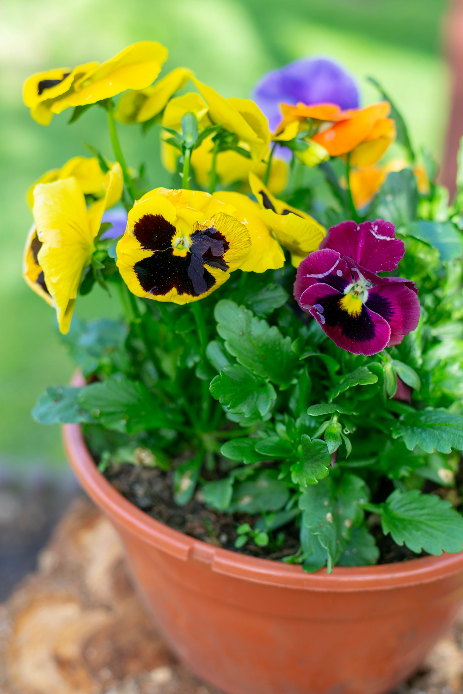 Pansies Photos, Download The BEST Free Pansies Stock Photos & HD Images