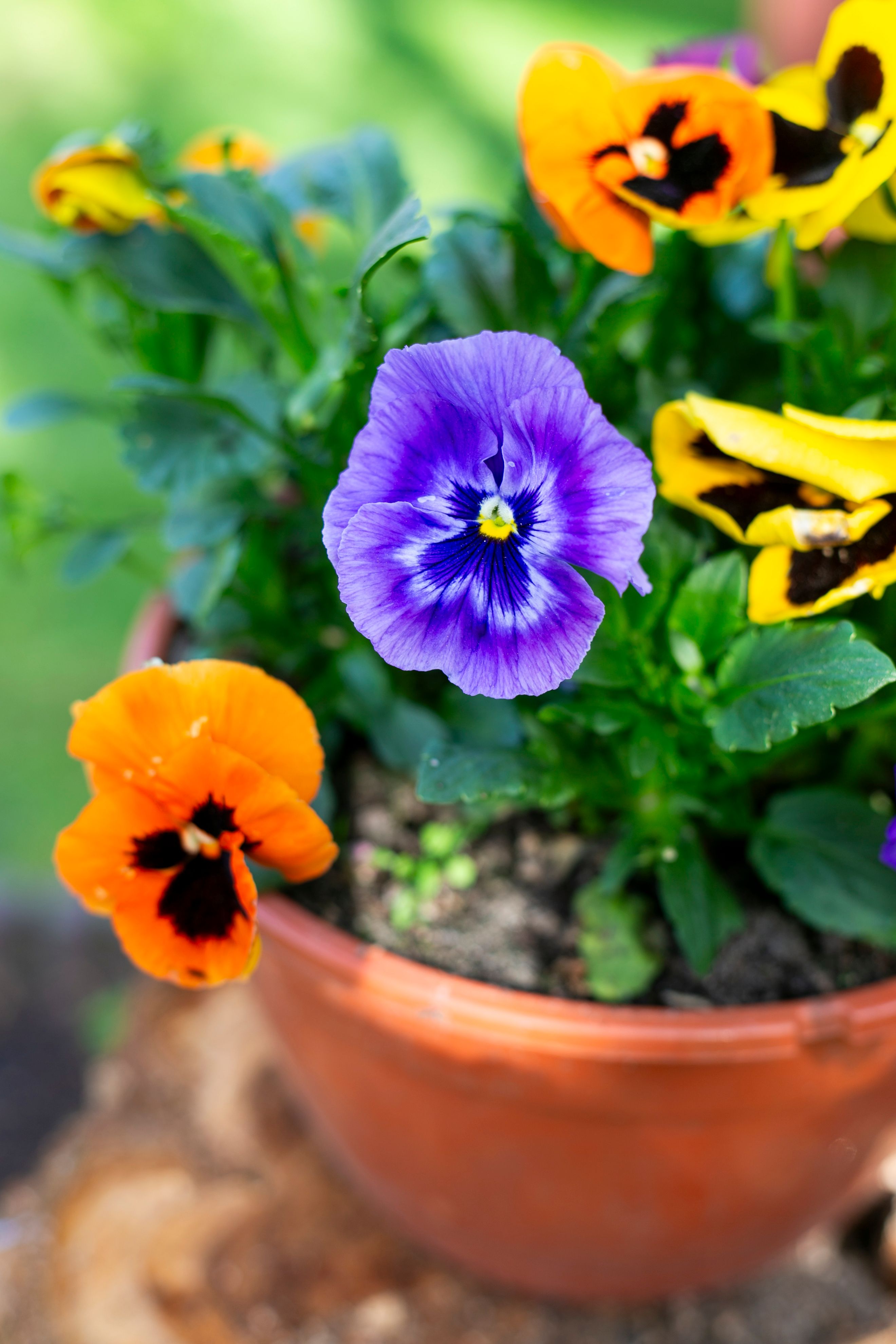 Garden Pansy Flowers · Free Stock Photo