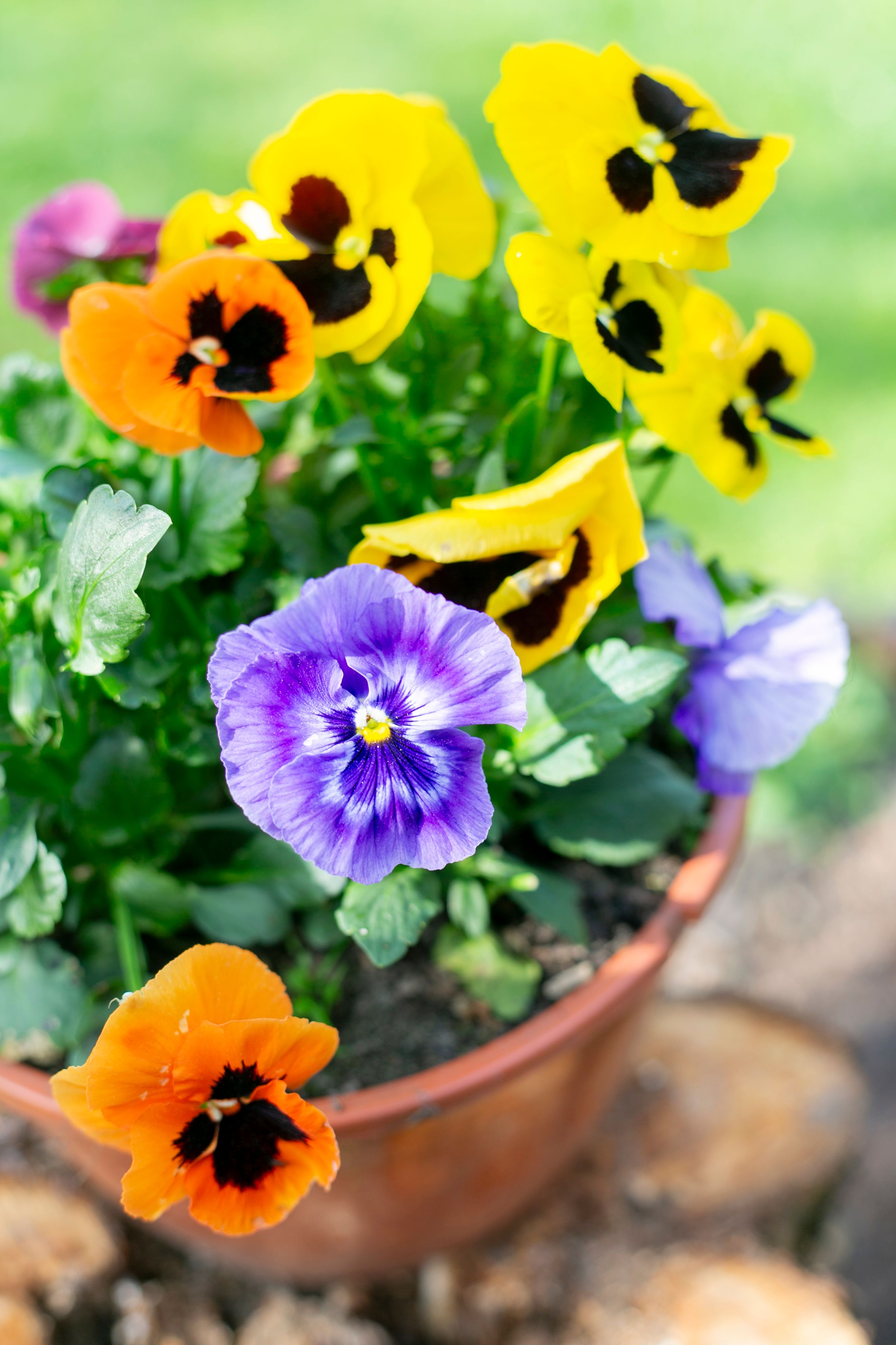 Colorufl Garden Pansy Flowers in Flowerpot · Free Stock Photo