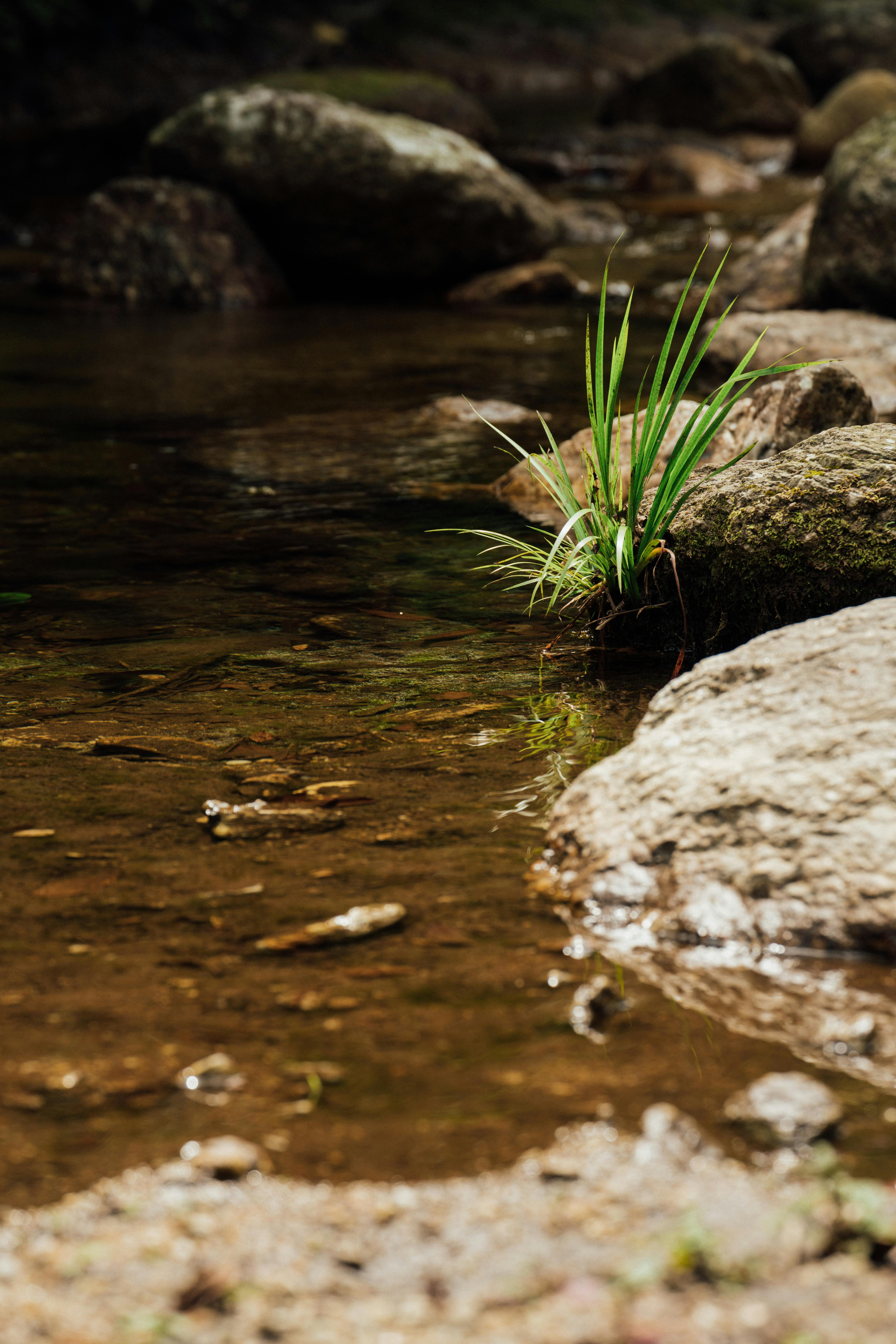 Shallow Stream Water · Free Stock Photo
