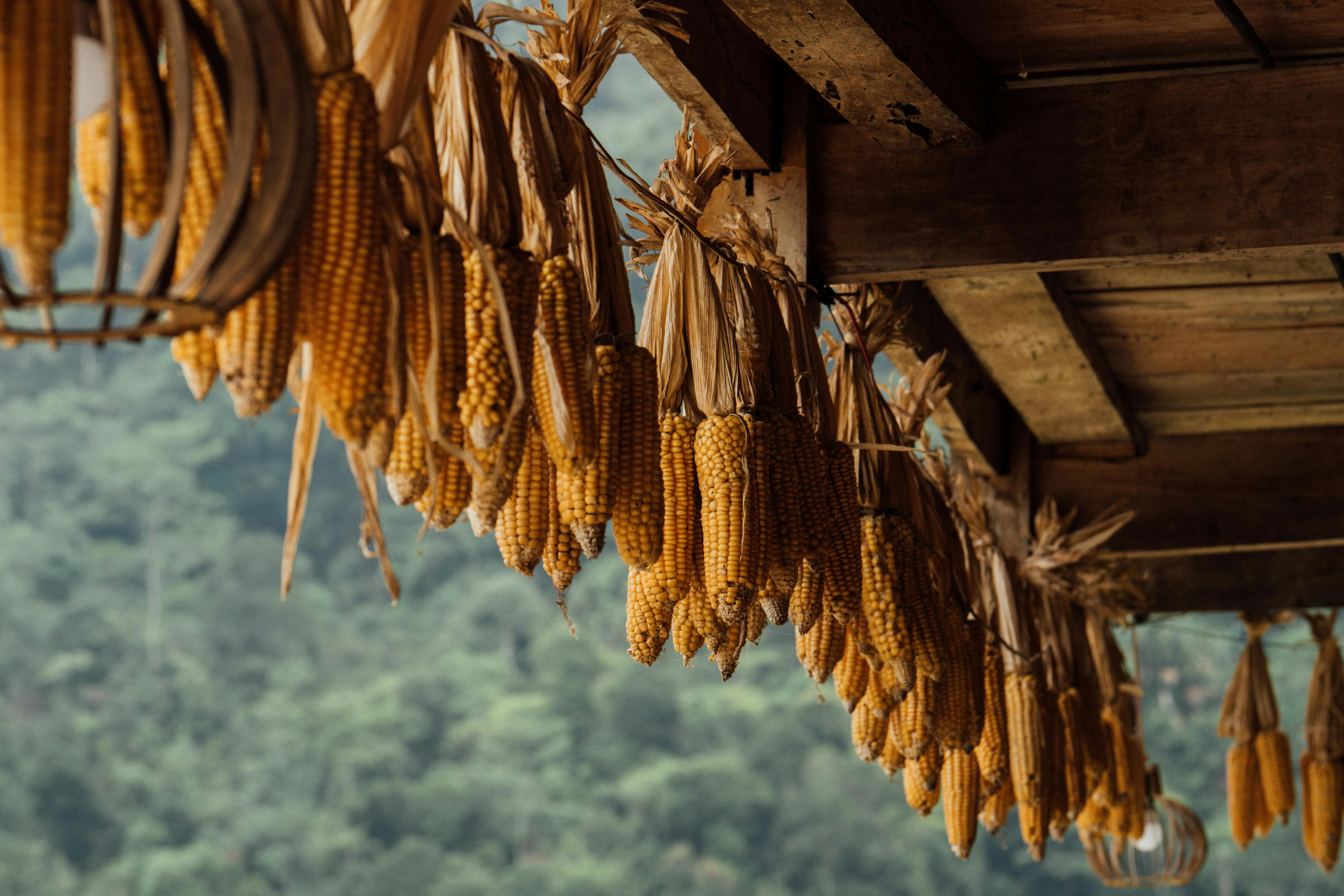 Corn Hanging from a Wooden Roof · Free Stock Photo