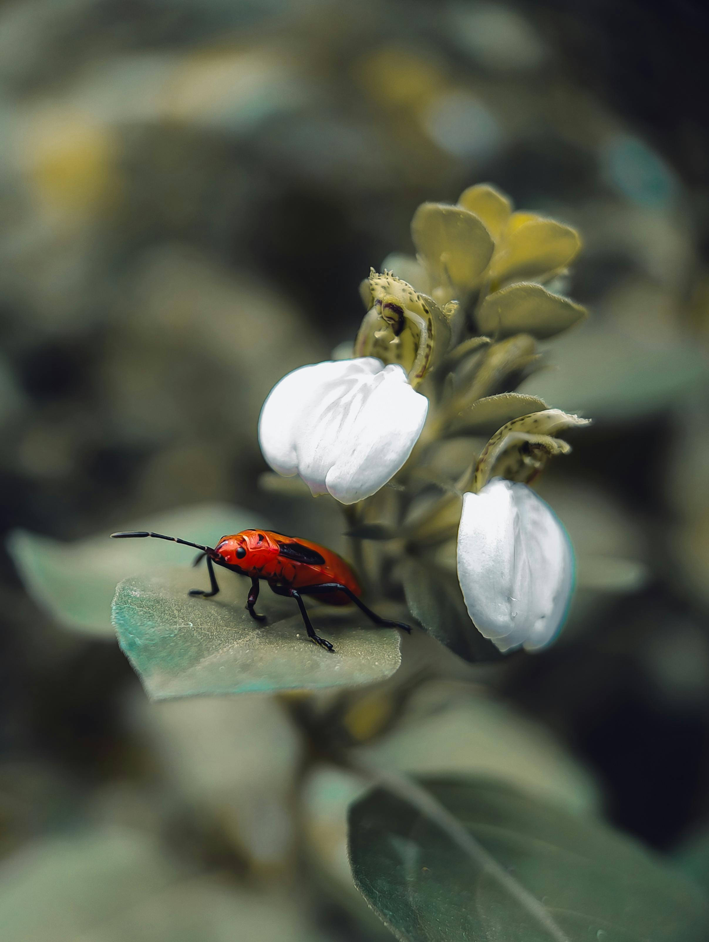 Cotton Stainer Bug Nymph on a Leaf · Free Stock Photo