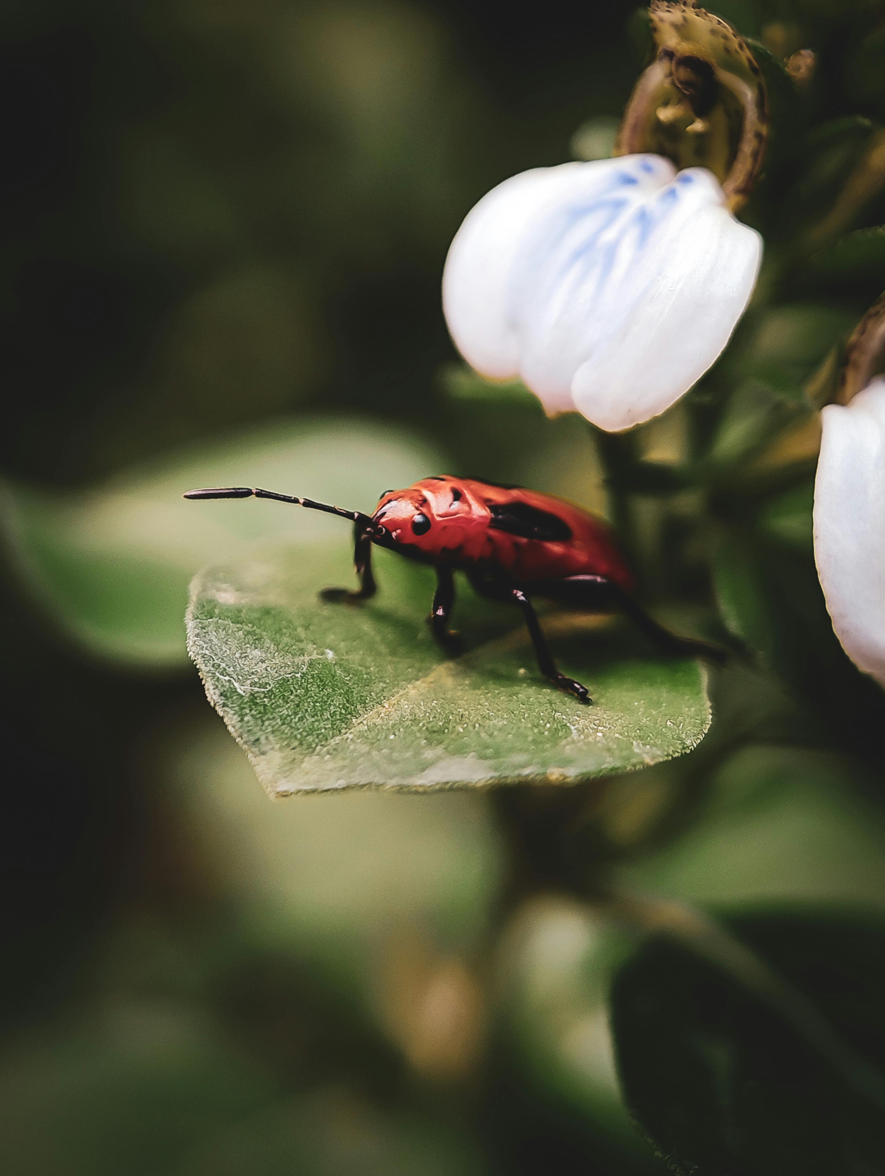 Detailed Insect Shot Photos, Download The BEST Free Detailed Insect ...