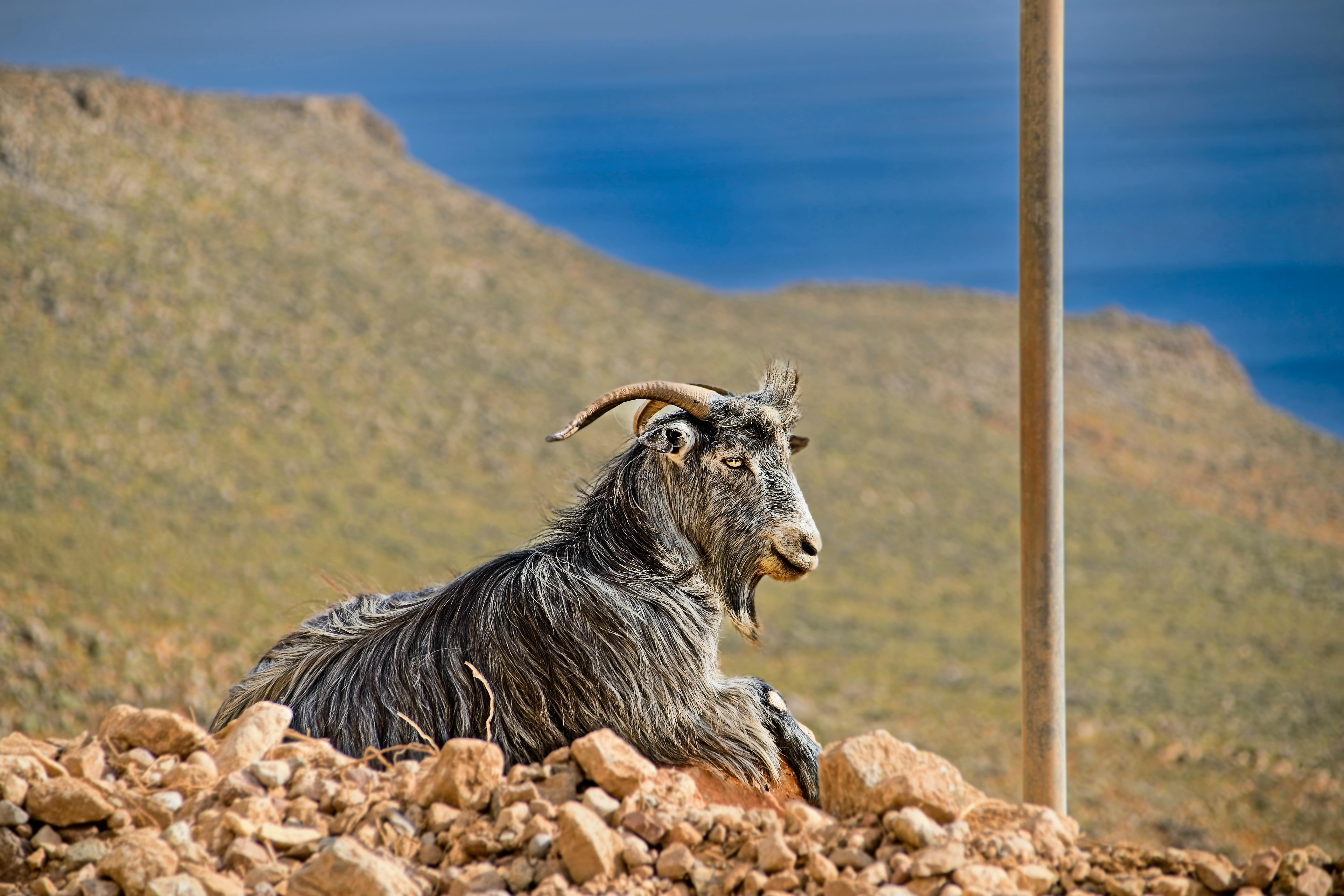 Gray Goat Lying on a Pile of Stones · Free Stock Photo