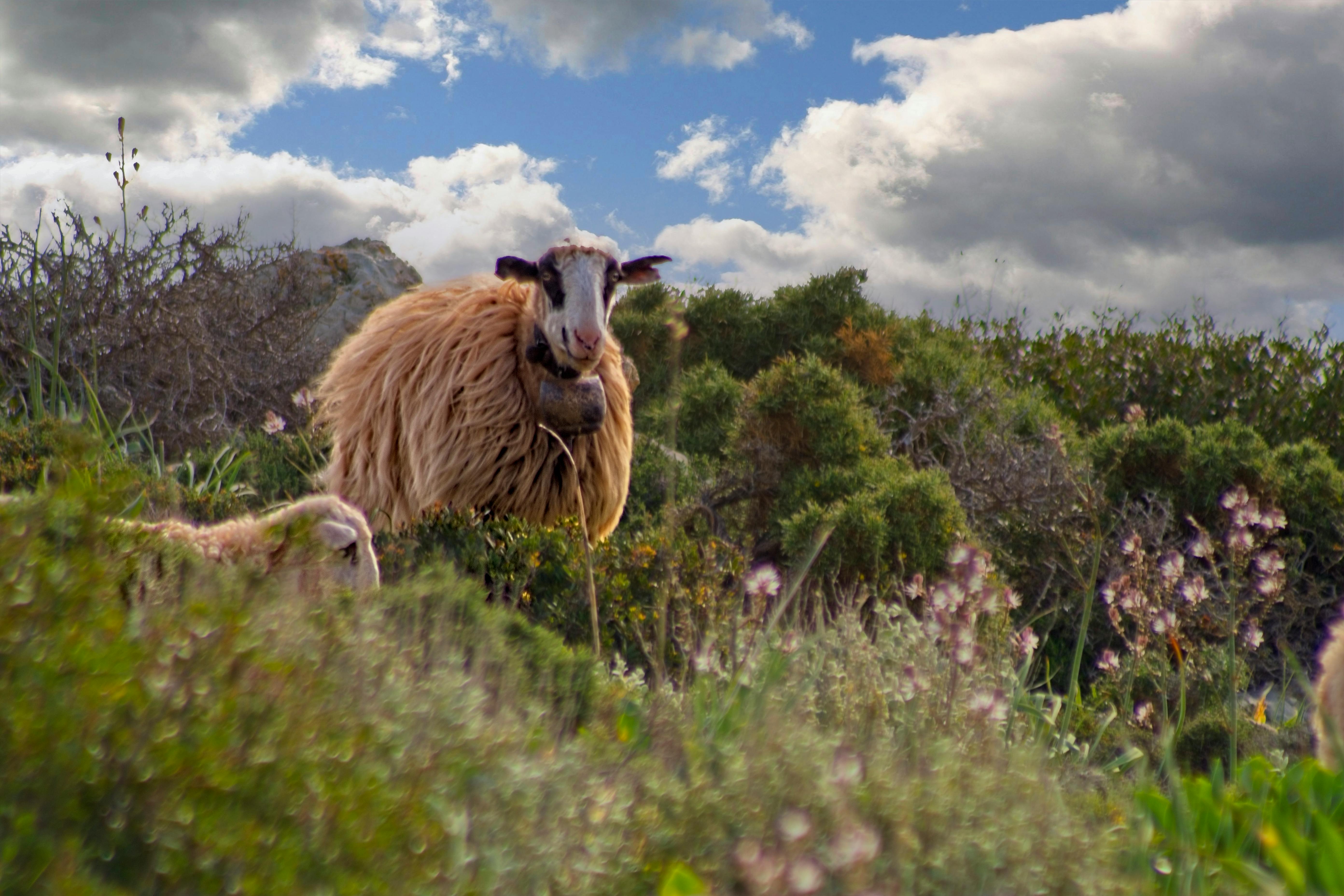 Sheep Sheet Photos, Download The BEST Free Sheep Sheet Stock Photos ...