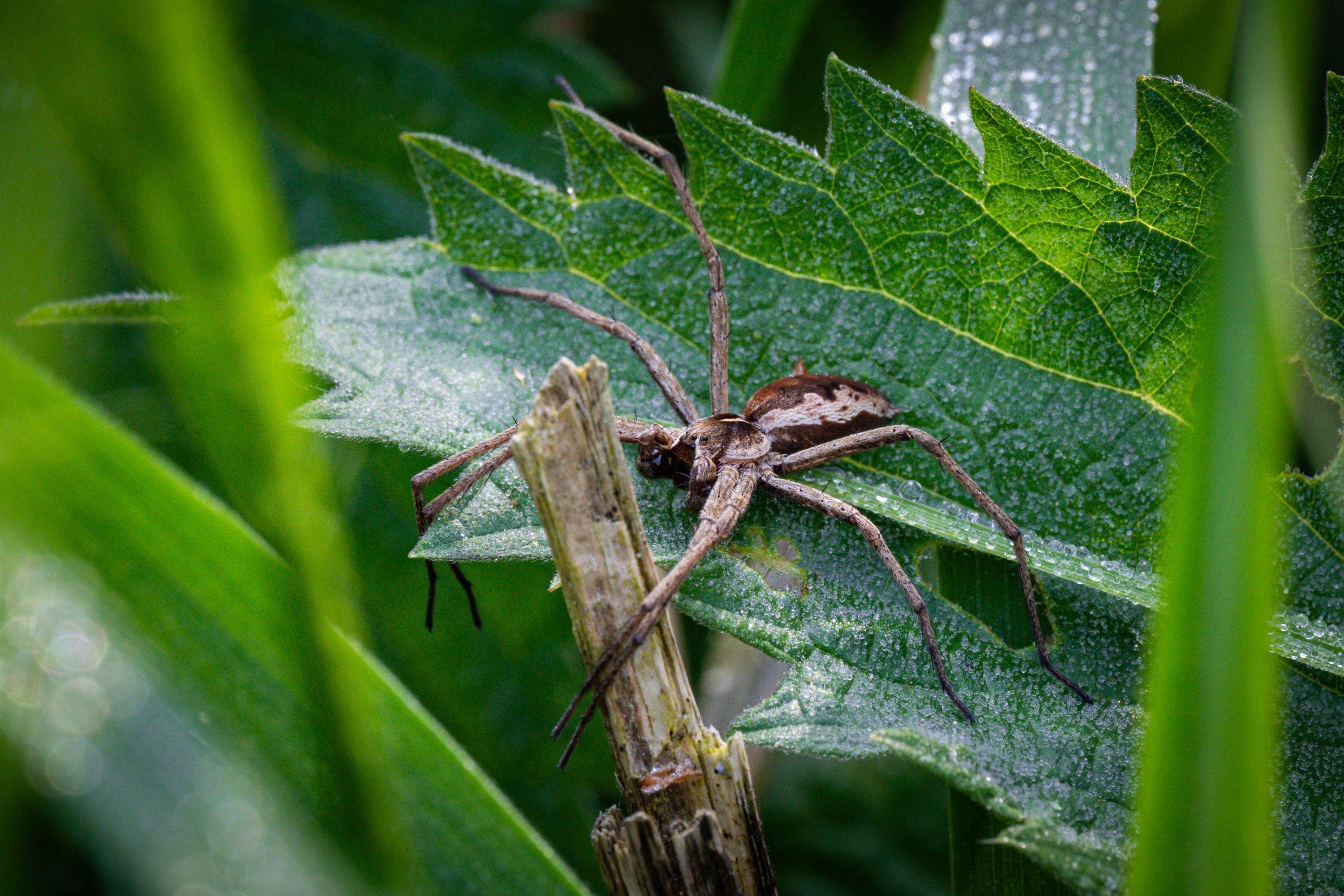 Close-up of Nursery Web Spider on a Serrated Leaf · Free Stock Photo