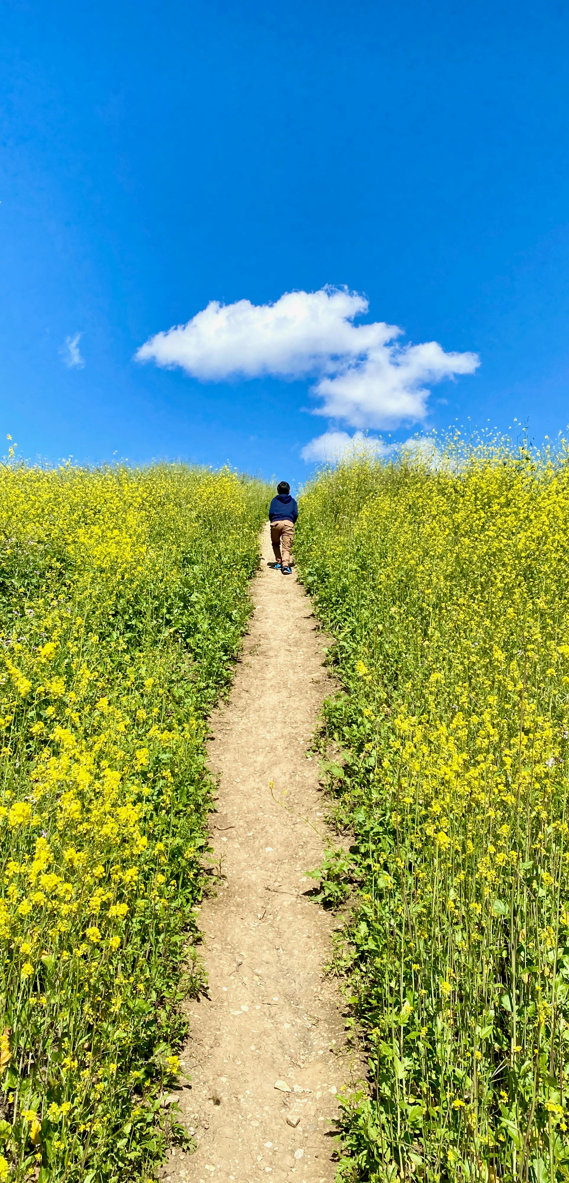 Footpath in a Field · Free Stock Photo