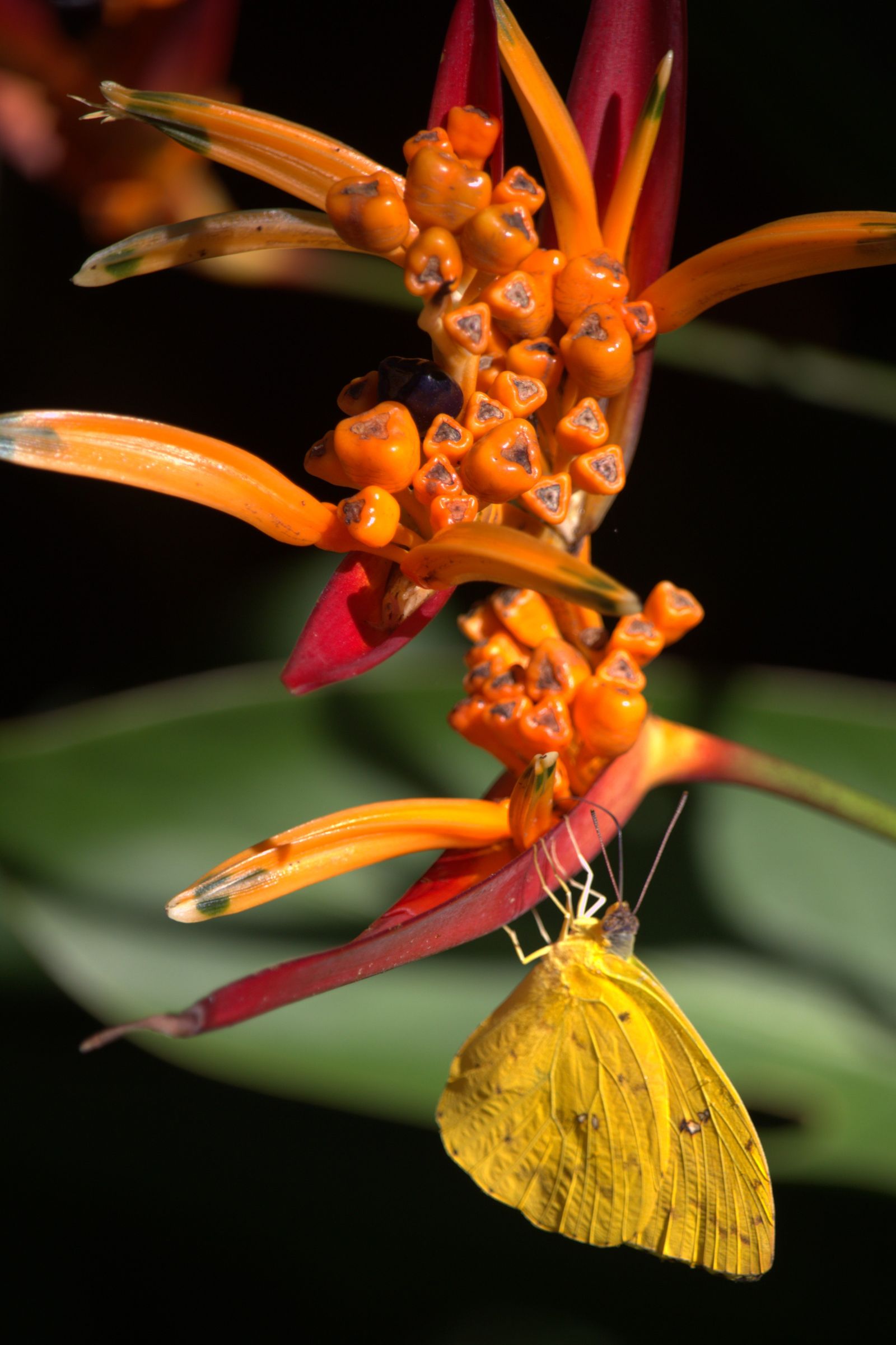 Tropical Flowers Photos, Download The BEST Free Tropical Flowers Stock ...