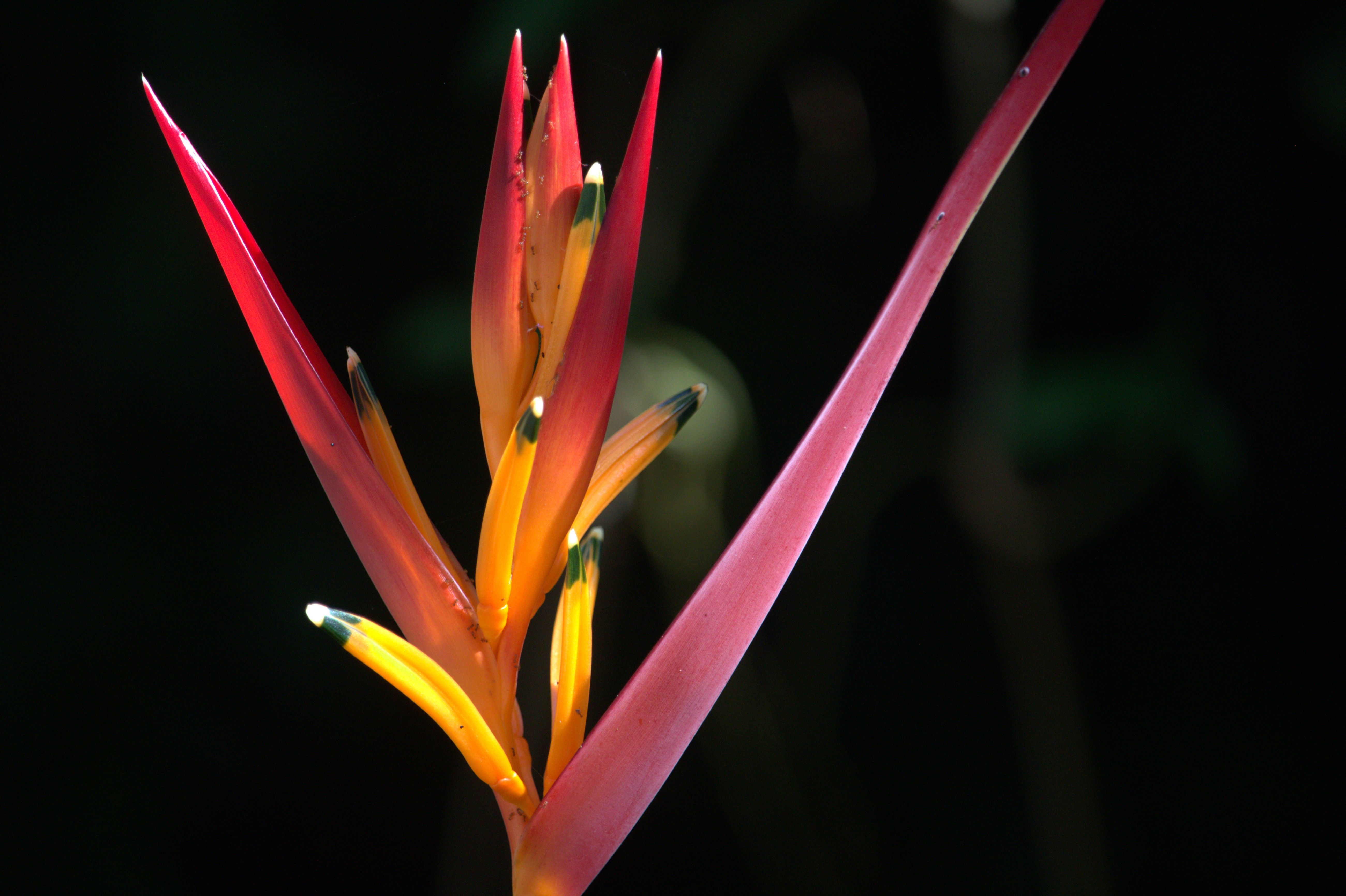 Close-up of the Crane Flower · Free Stock Photo