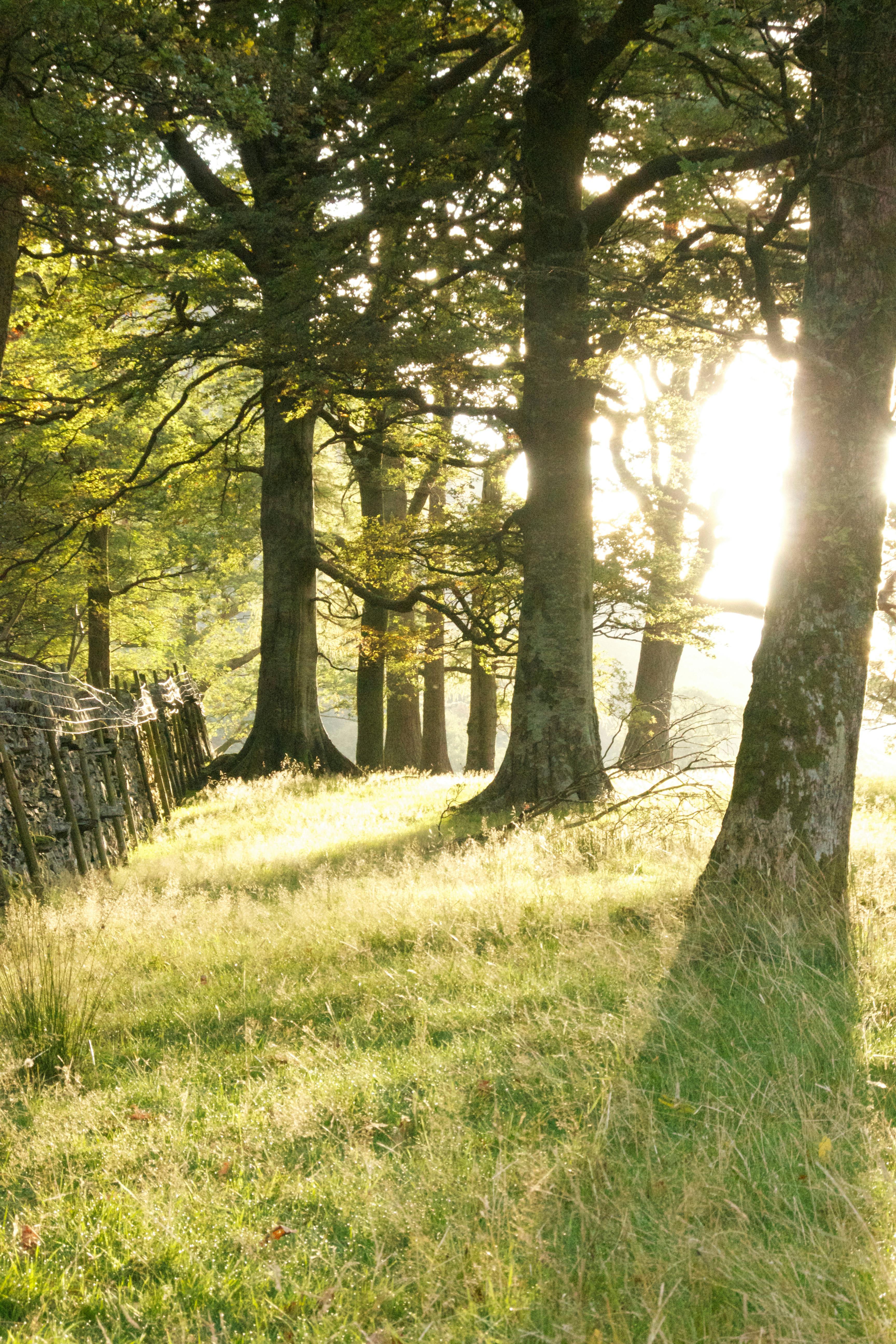 Photo of Trees During Daytime · Free Stock Photo