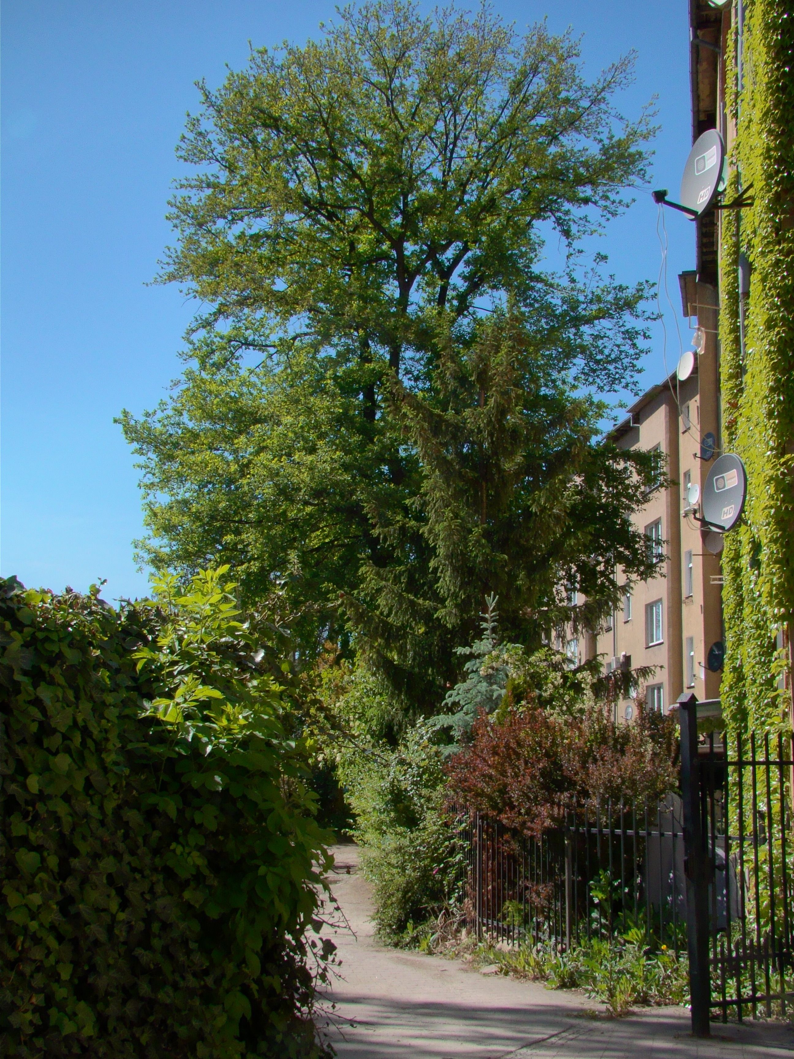 Large Green Tree in an Alley in Front of Apartment Buildings · Free ...