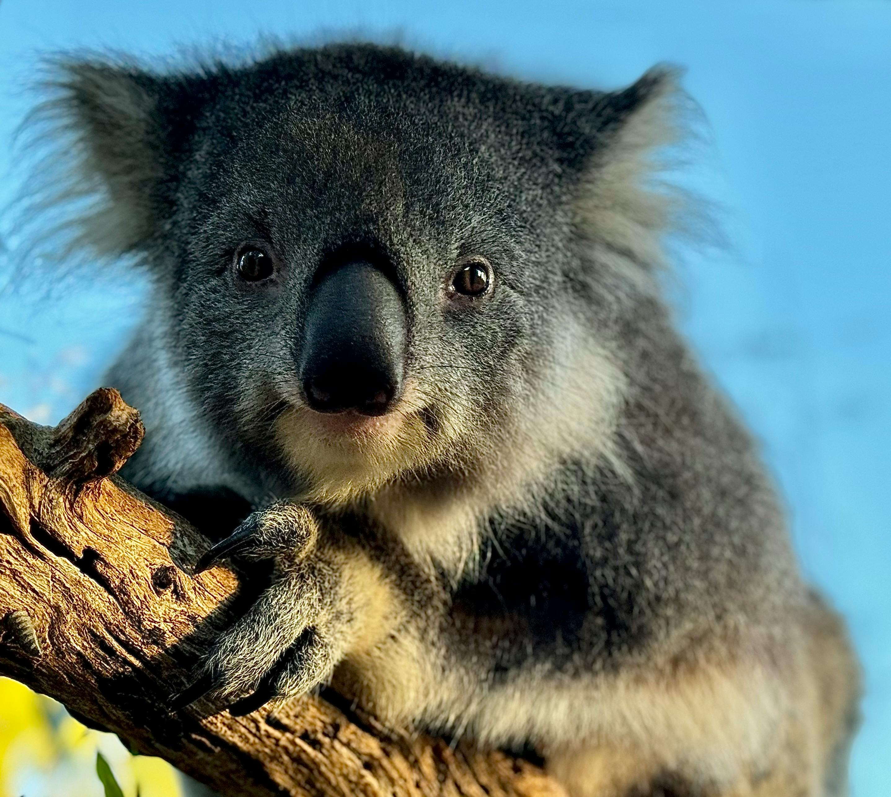 Koala on Tree · Free Stock Photo