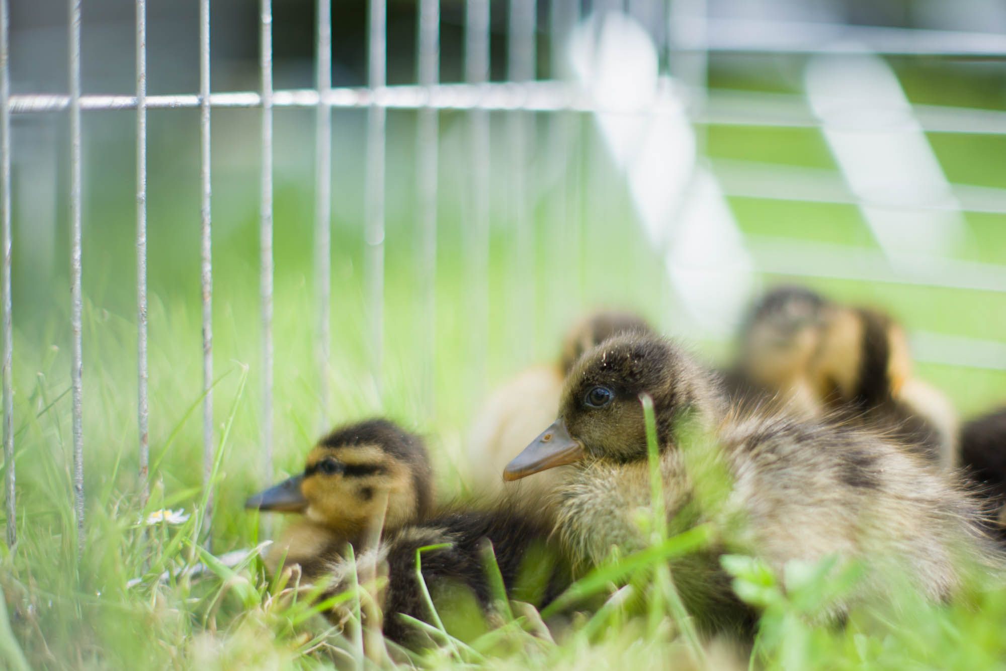 Cute Wildlife Duck