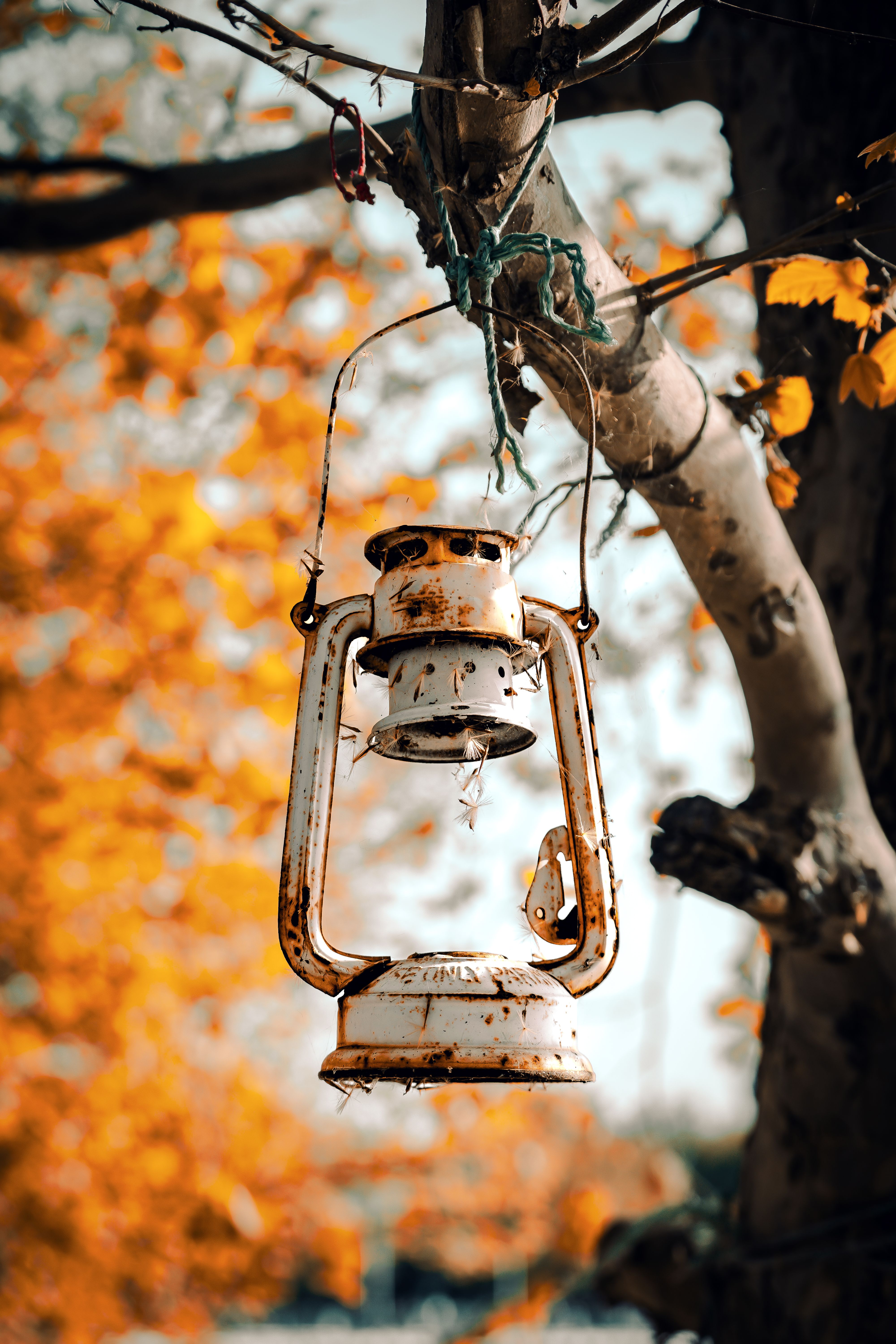 An Old Lamp Hanging from a Tree · Free Stock Photo