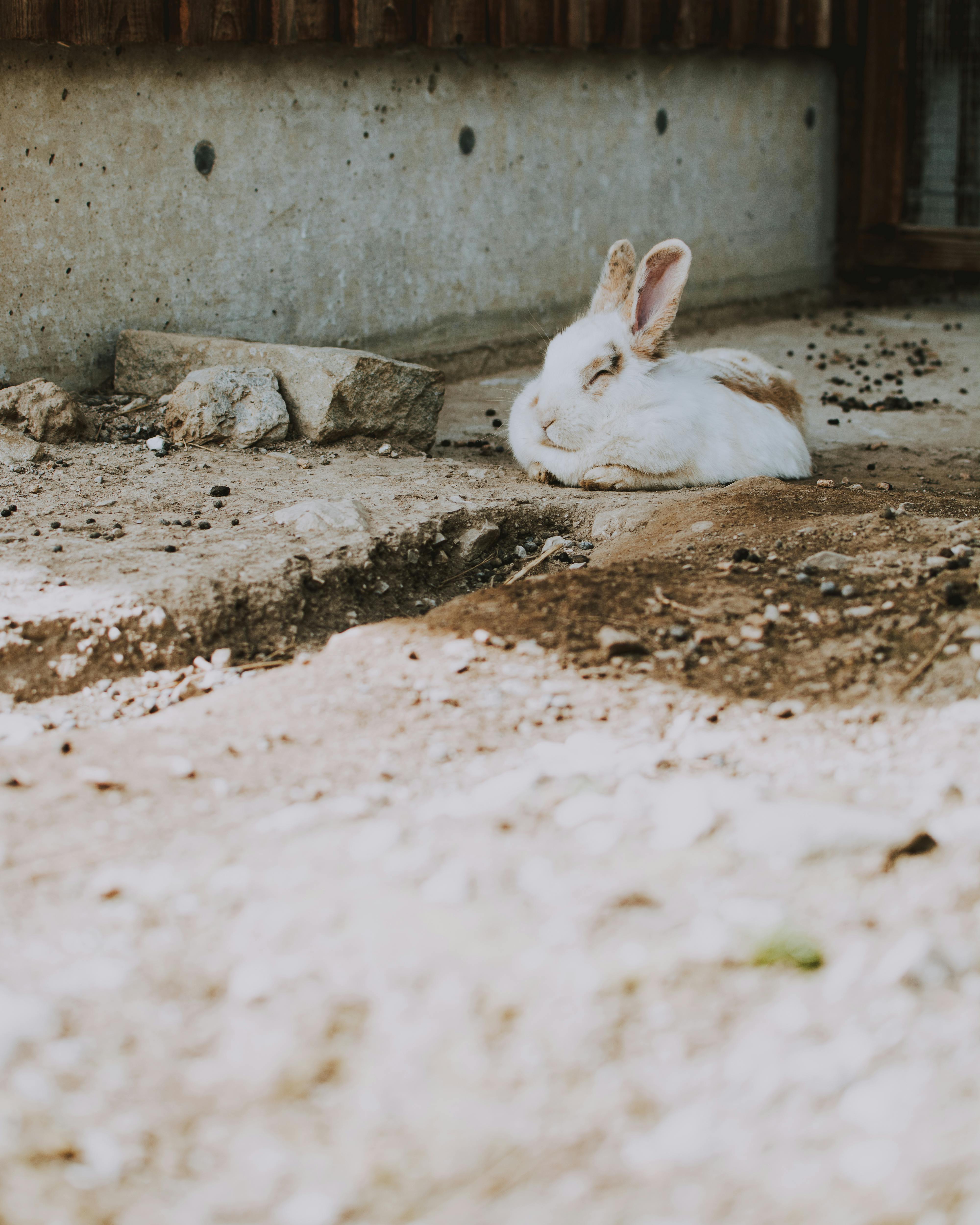 Photo of Rabbit Lying on Ground · Free Stock Photo