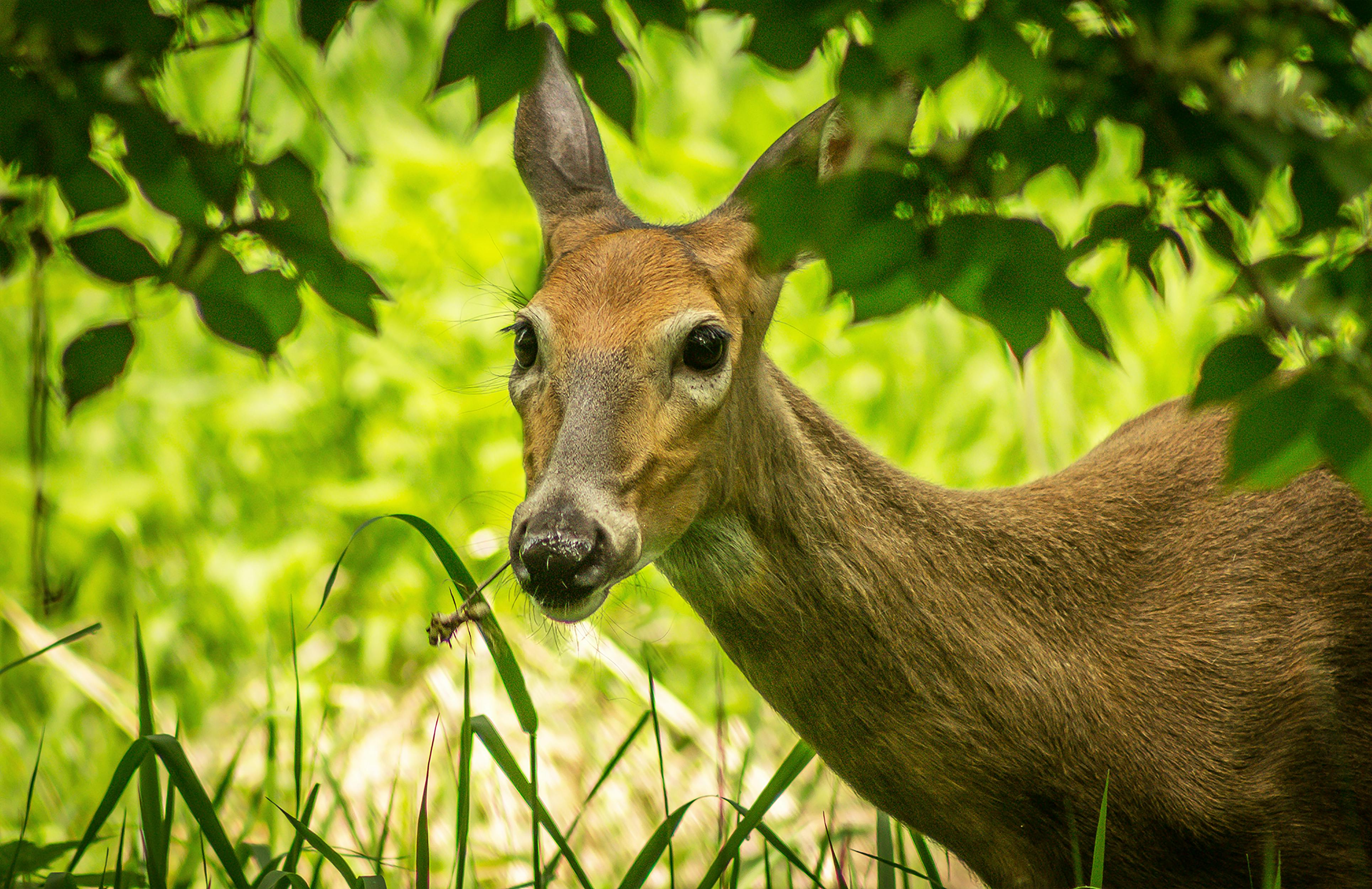 Brown and Gray Deer · Free Stock Photo