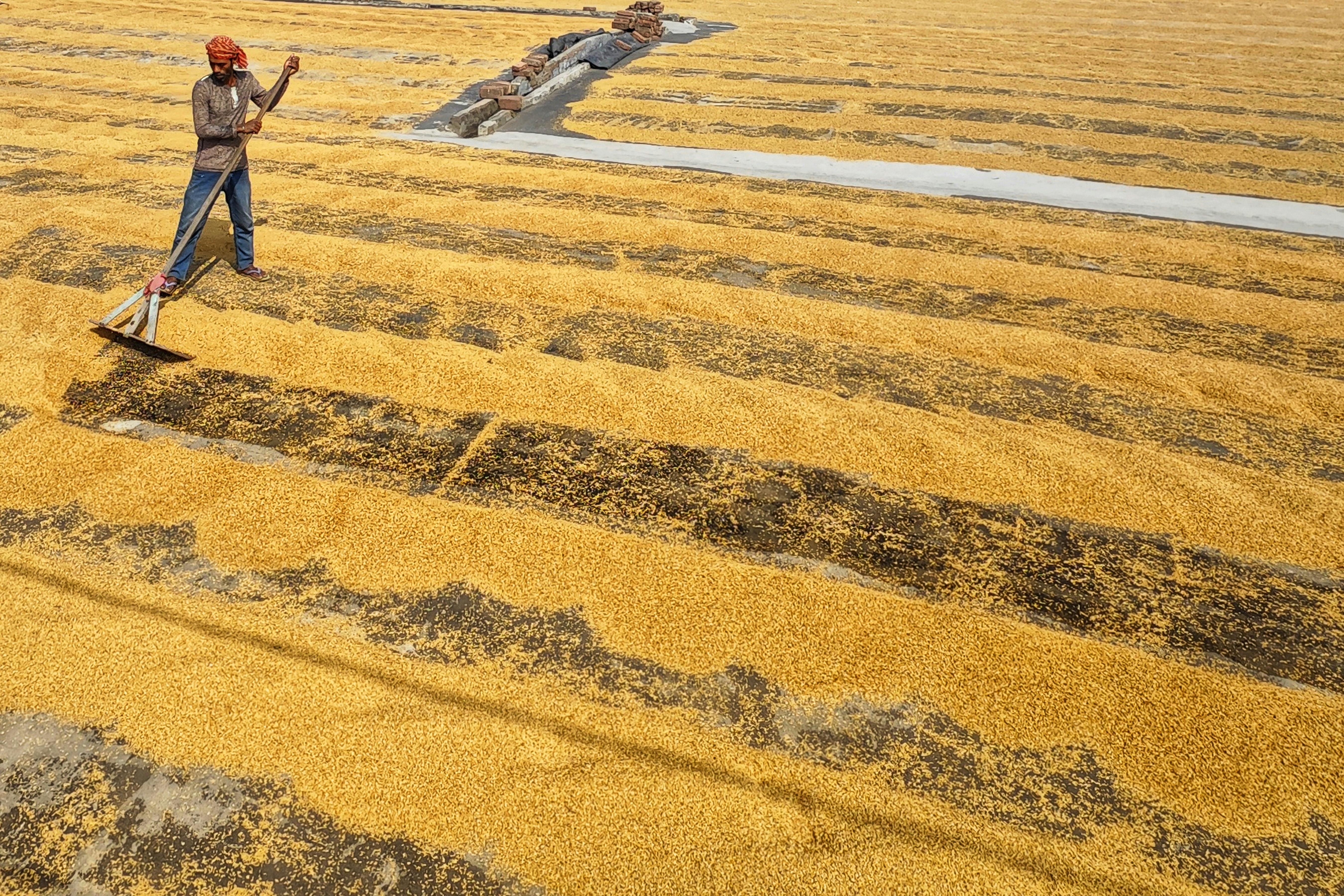 Man Spreading Grains on Drying Field · Free Stock Photo