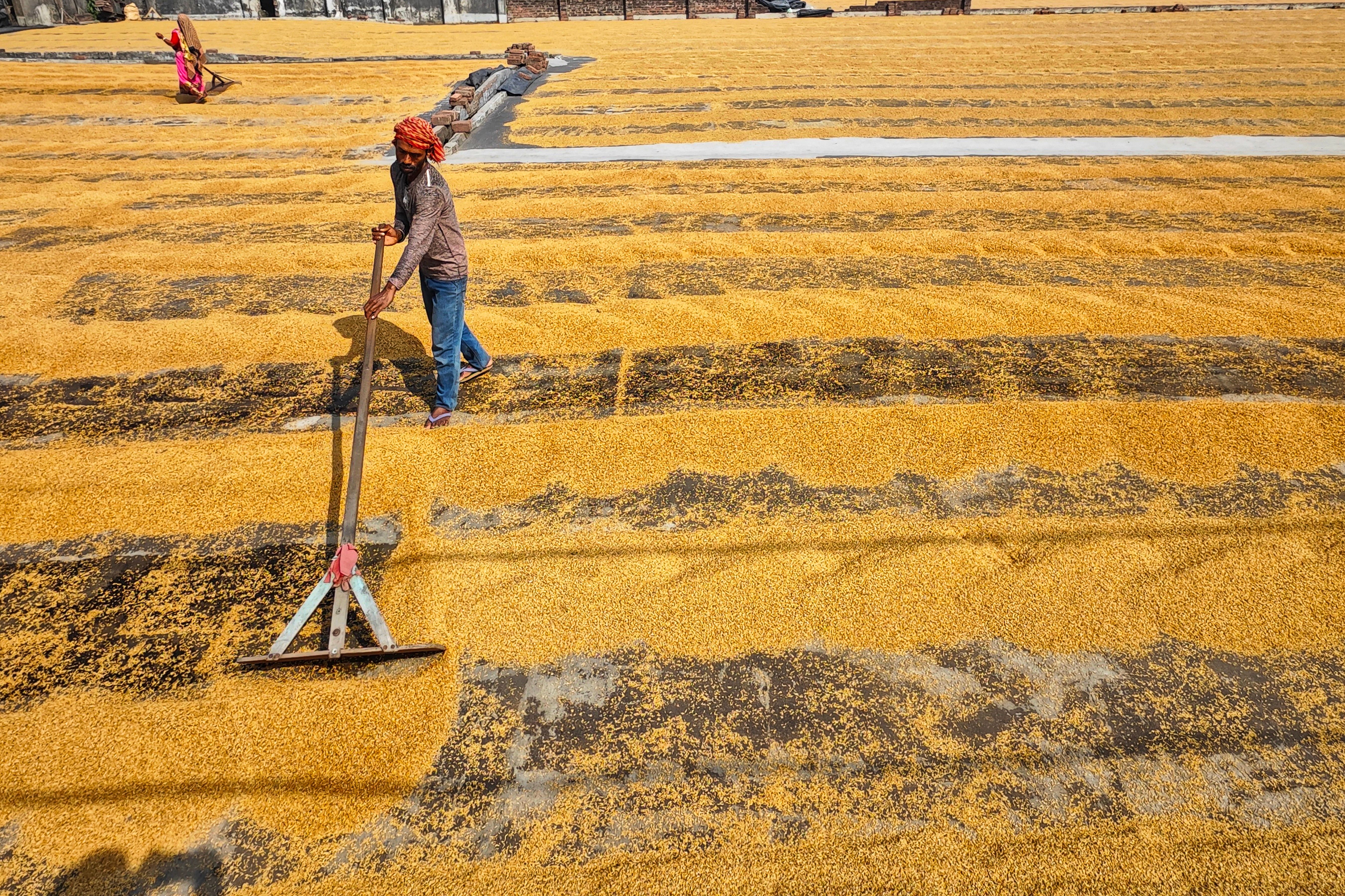 A Man Spreading Grain with Rakes to Dry in the Sun · Free Stock Photo