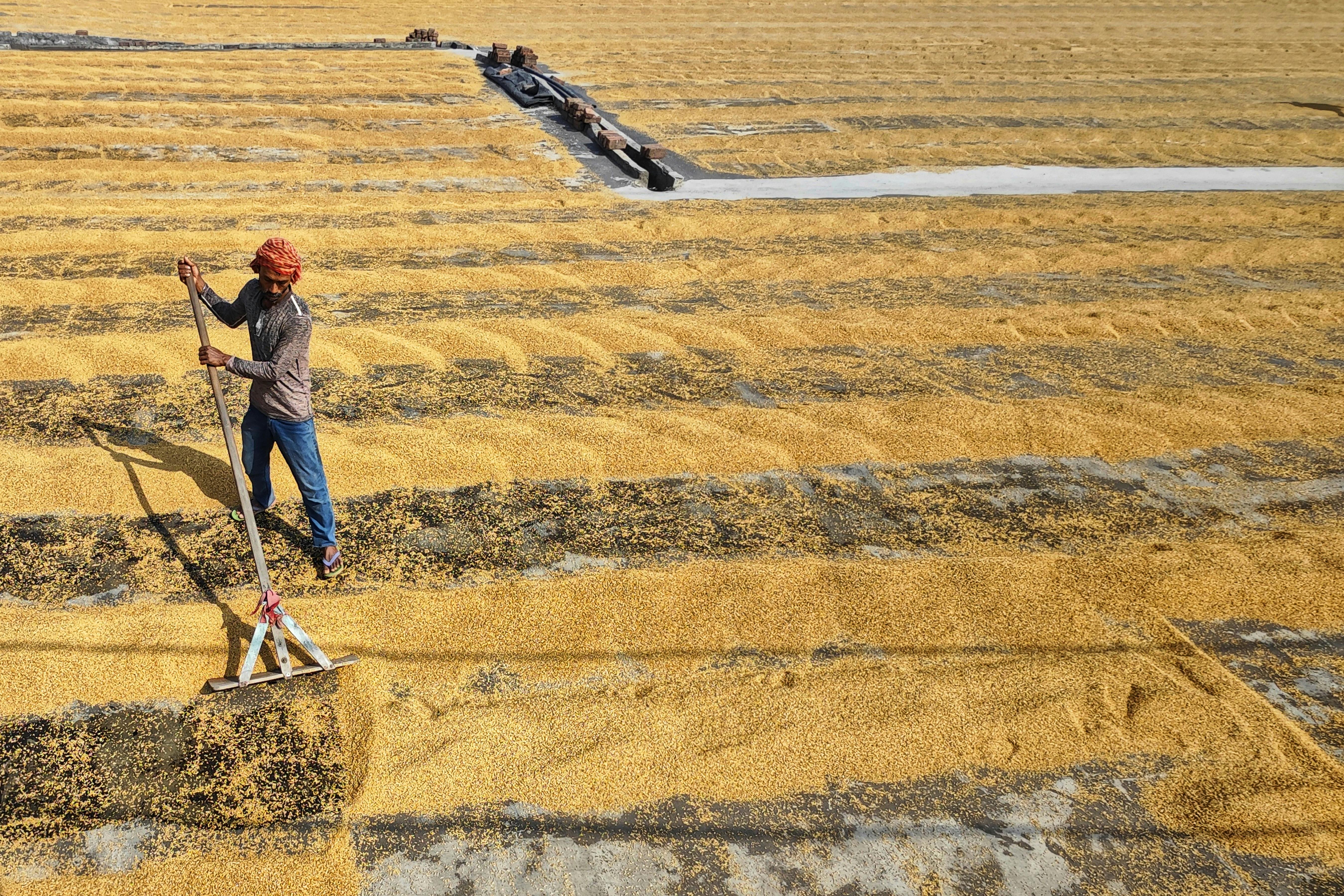 A Man Spreading Grain with Rakes to Dry in the Sun · Free Stock Photo