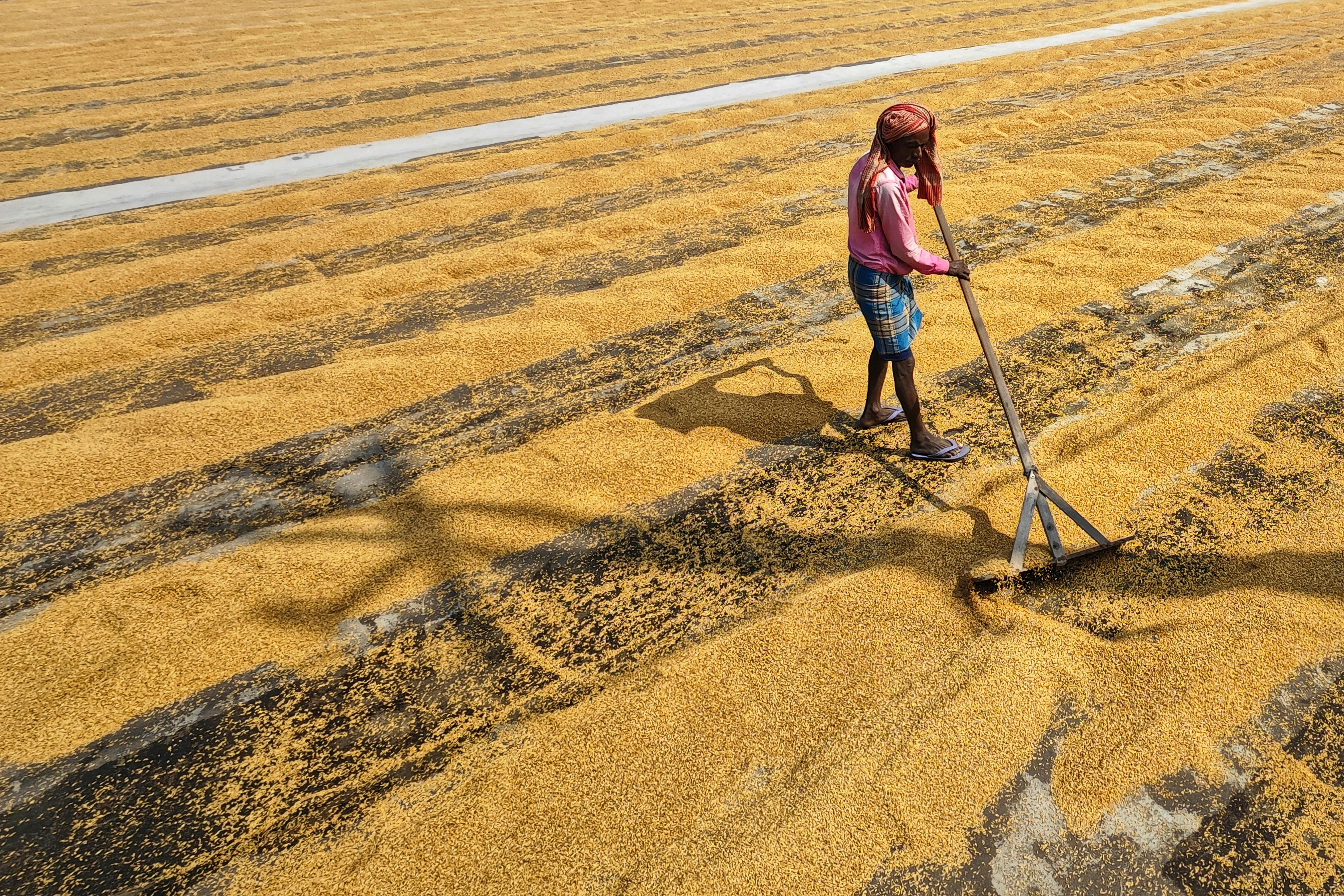 A Man Spreading Grain with Rakes to Dry in the Sun · Free Stock Photo