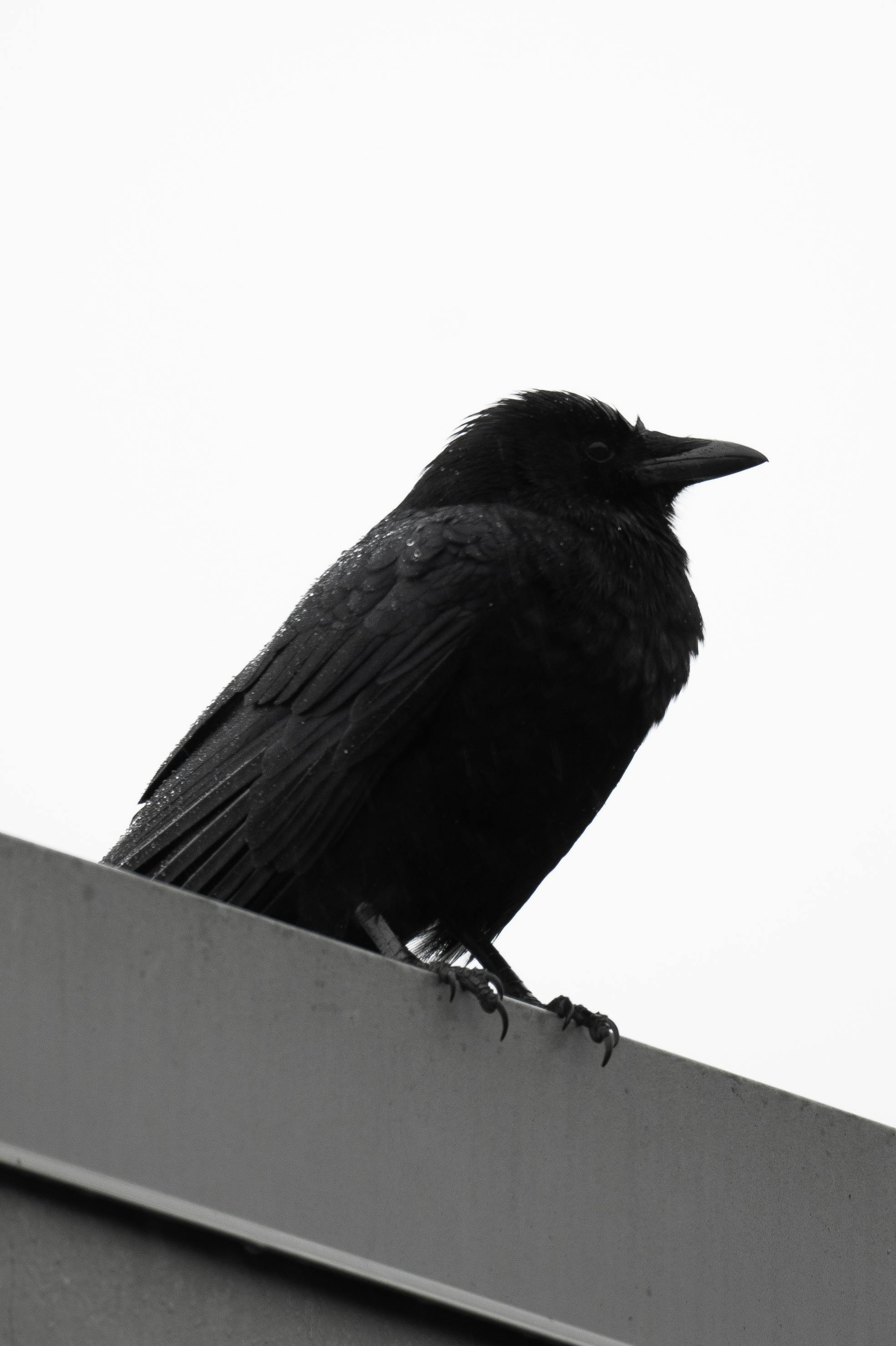 Crow Behavior Photos, Download The BEST Free Crow Behavior Stock Photos ...
