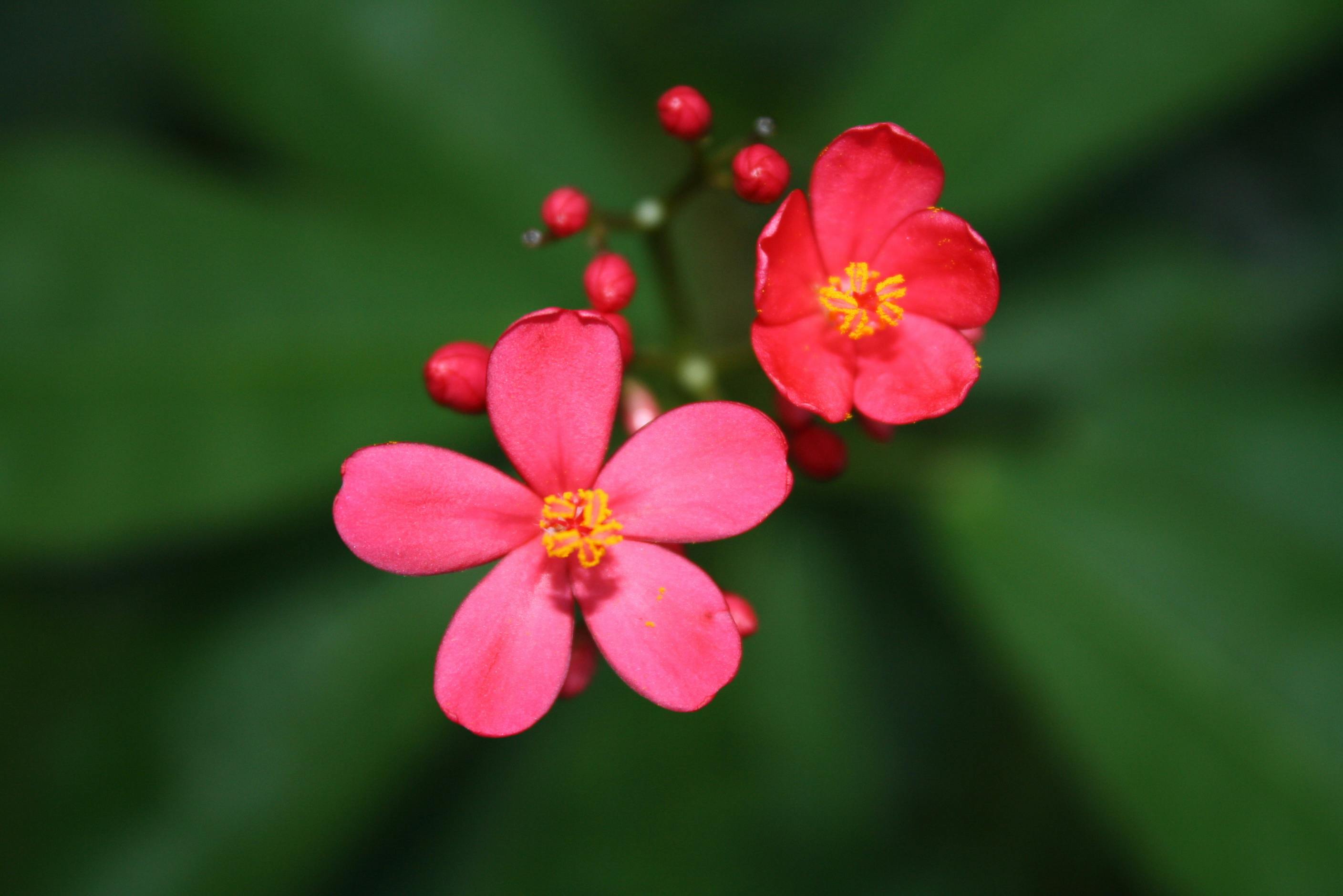 Free stock photo of Small red flowers