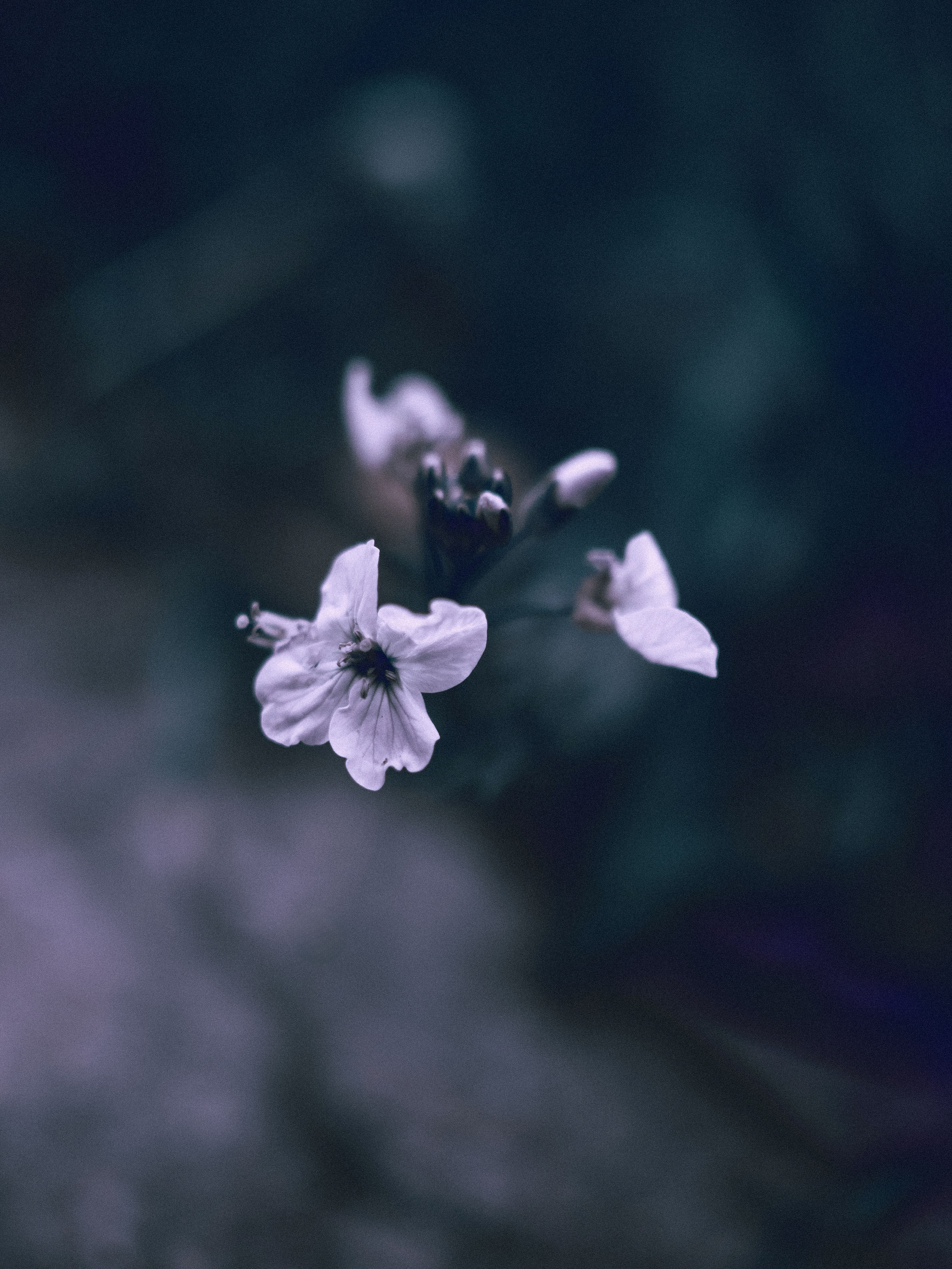 Close Up Photo of Purple Morning Glory Flower · Free Stock Photo