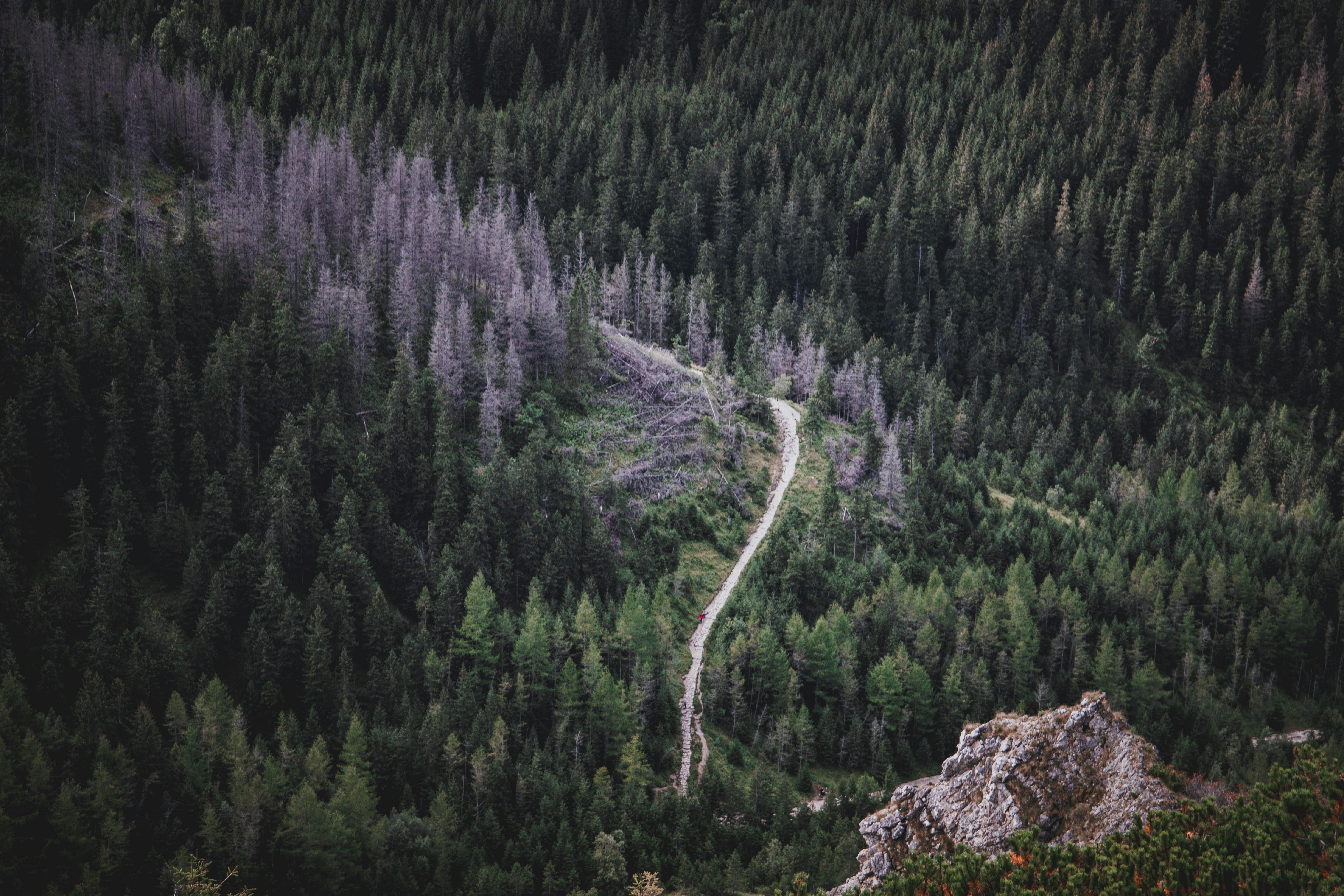 Birds Eye View of a Forest · Free Stock Photo