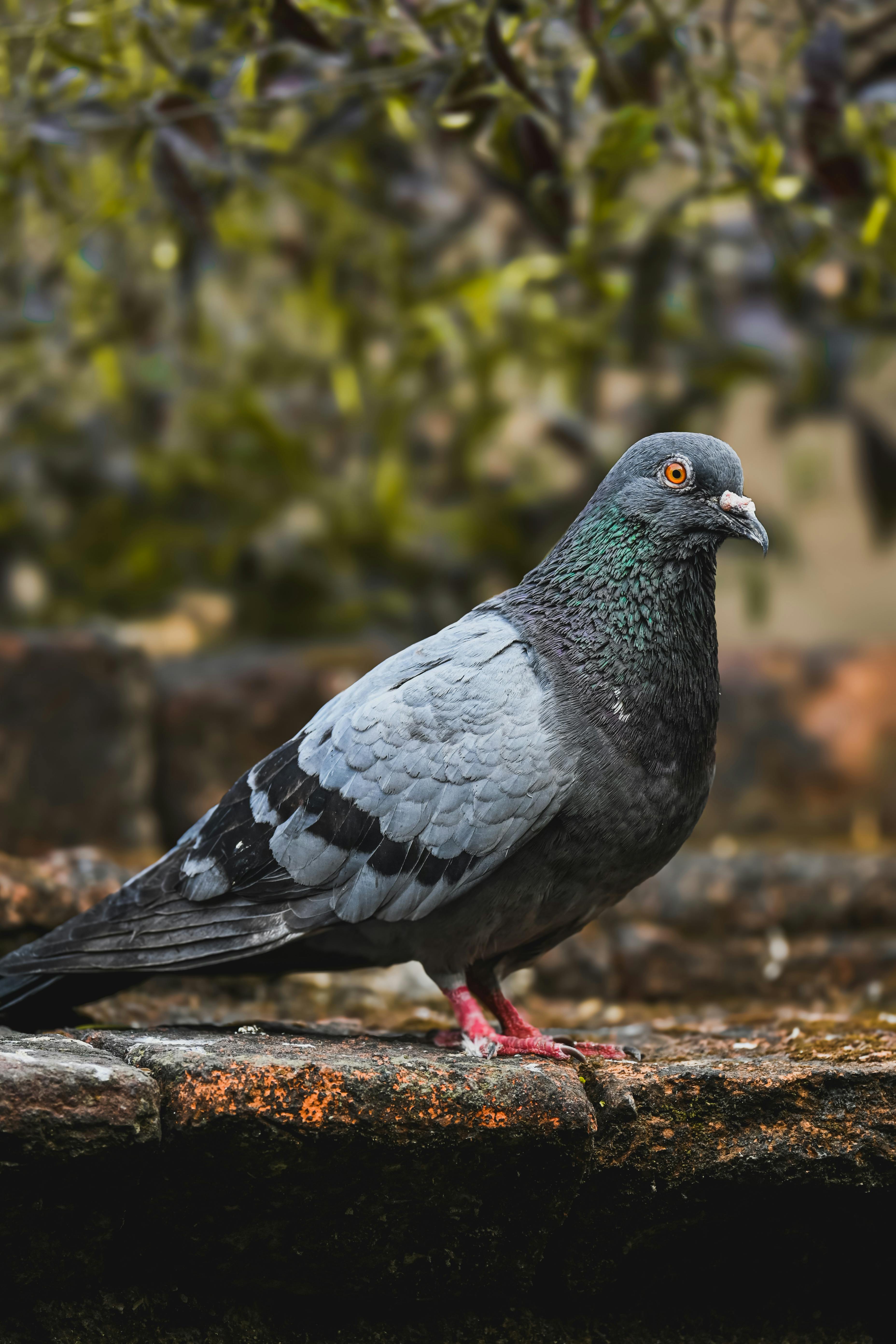 Foto profissional gratuita de animais selvagens, animais selvagens ...