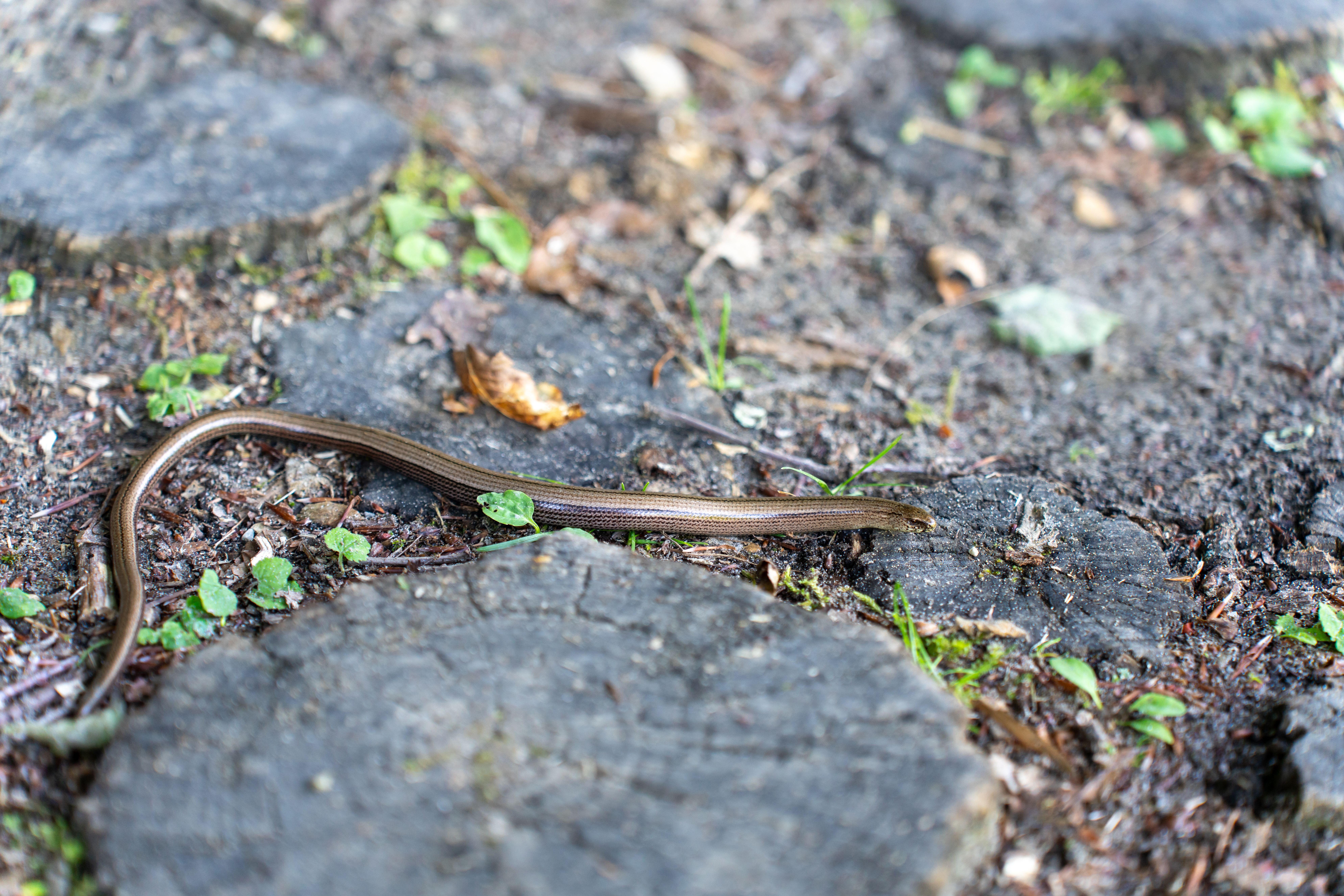 A snake is laying on the ground in the woods · Free Stock Photo