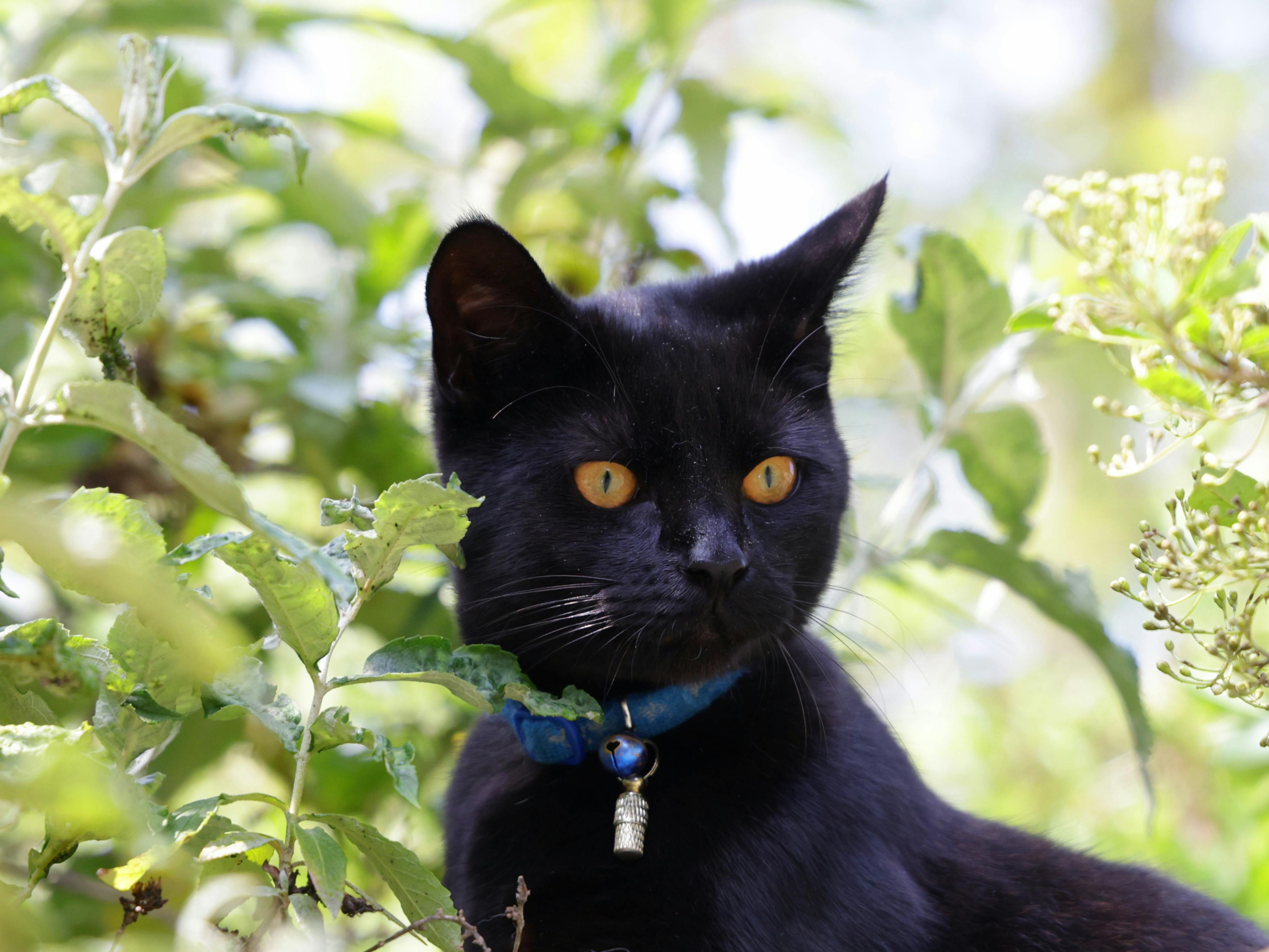 Raking Leaves Photos, Download The BEST Free Raking Leaves Stock Photos ...