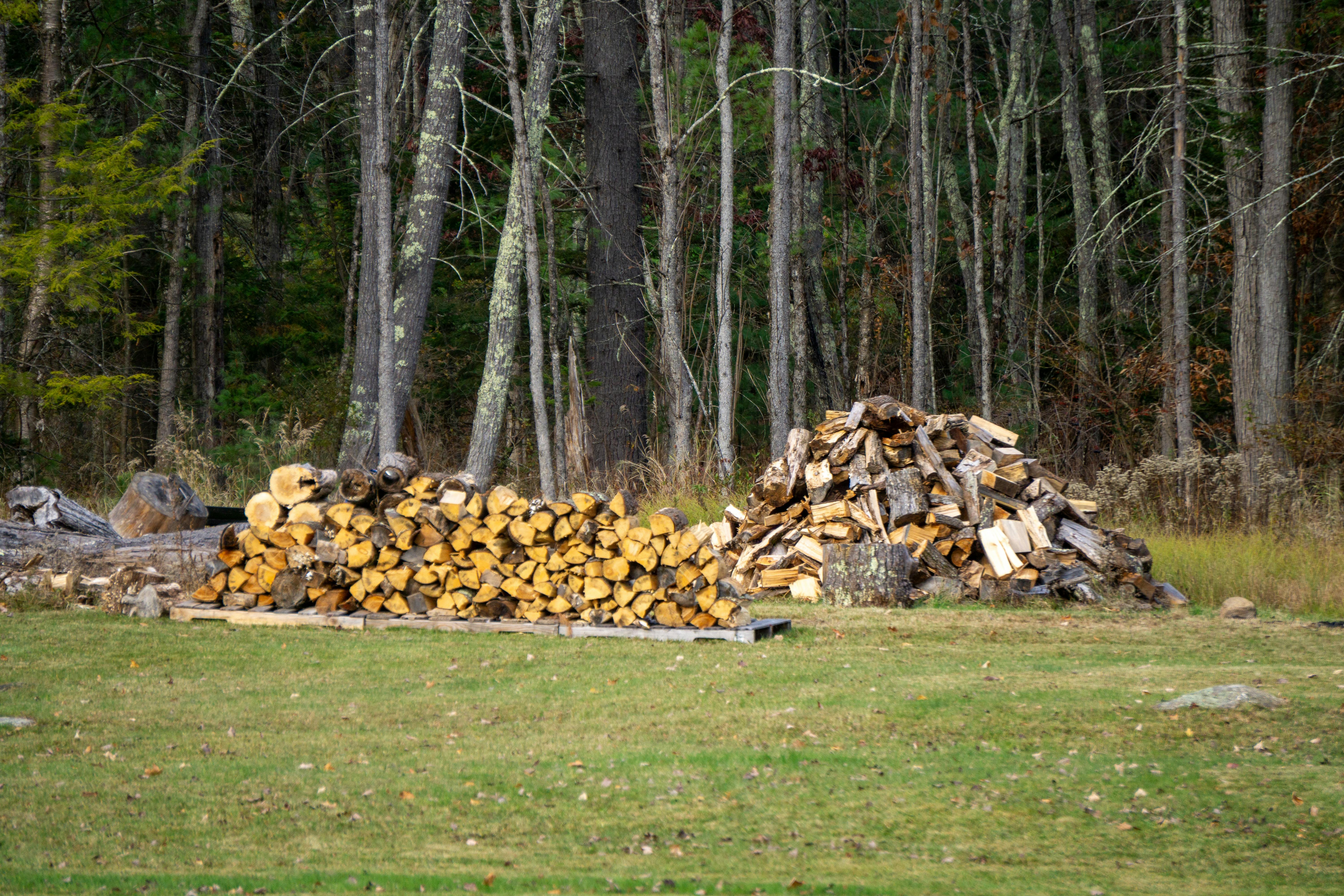 Stacks of Firewood by Forest · Free Stock Photo