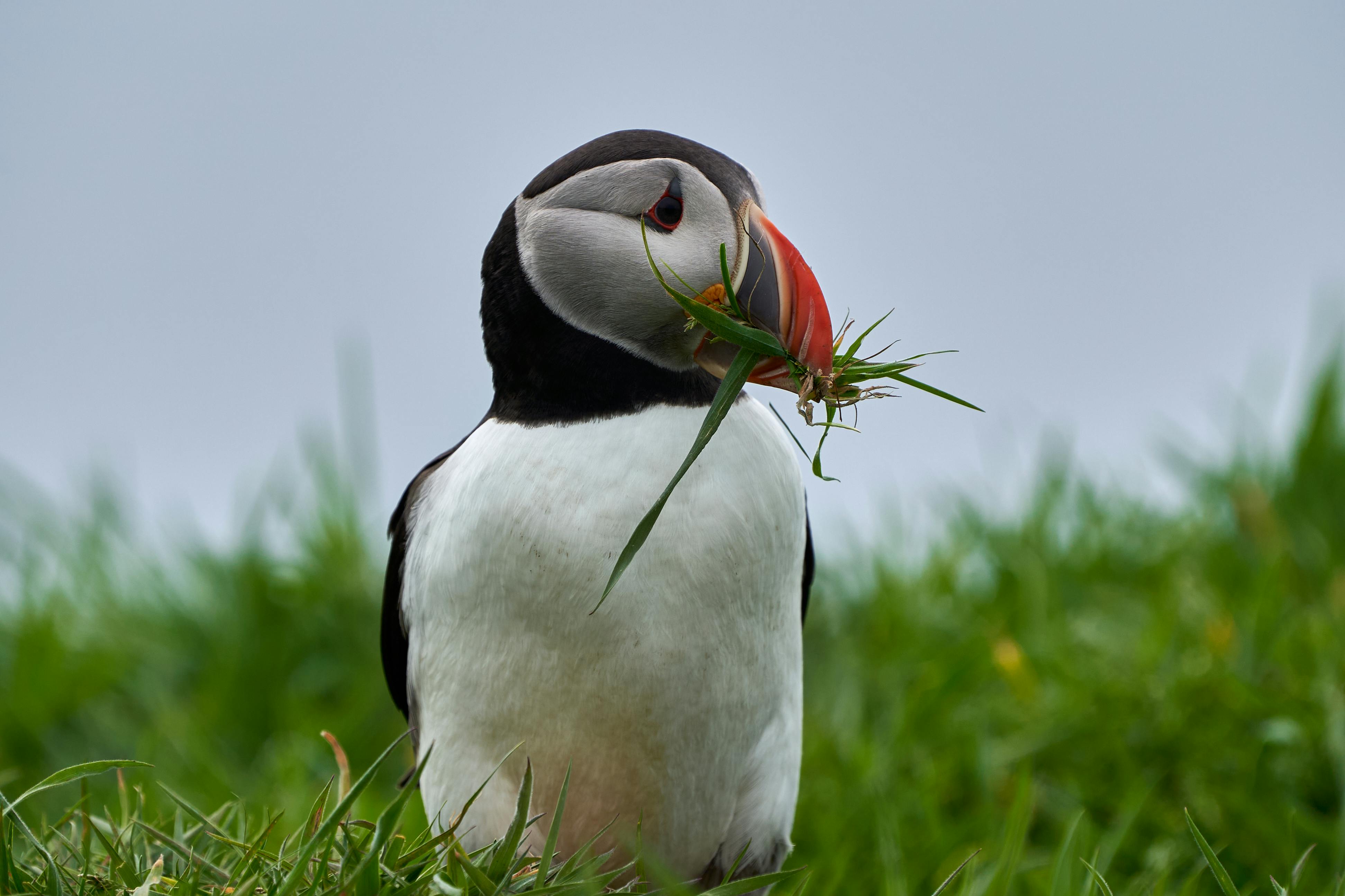 Three Puffins · Free Stock Photo