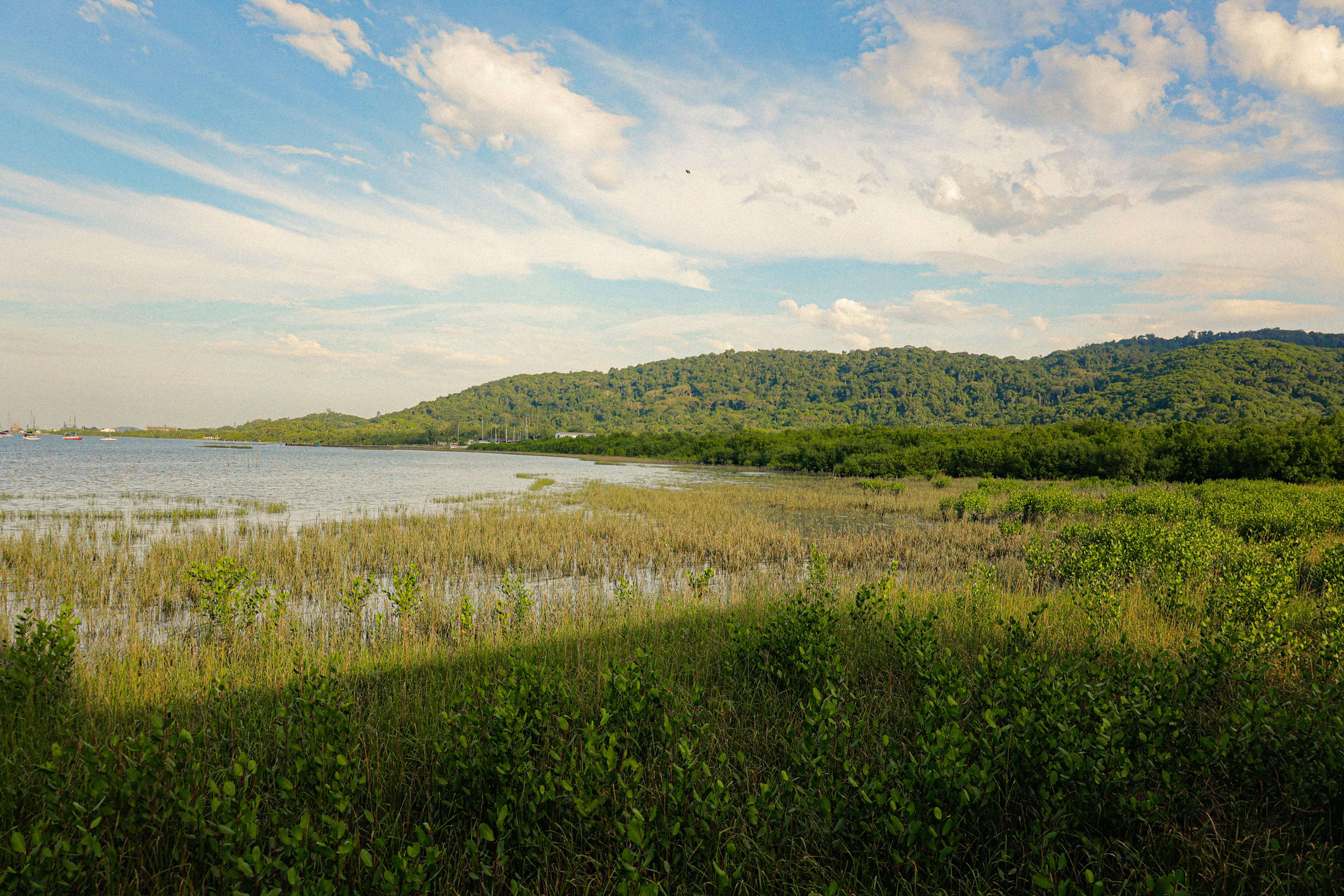 Rushes by Lake in Countryside · Free Stock Photo