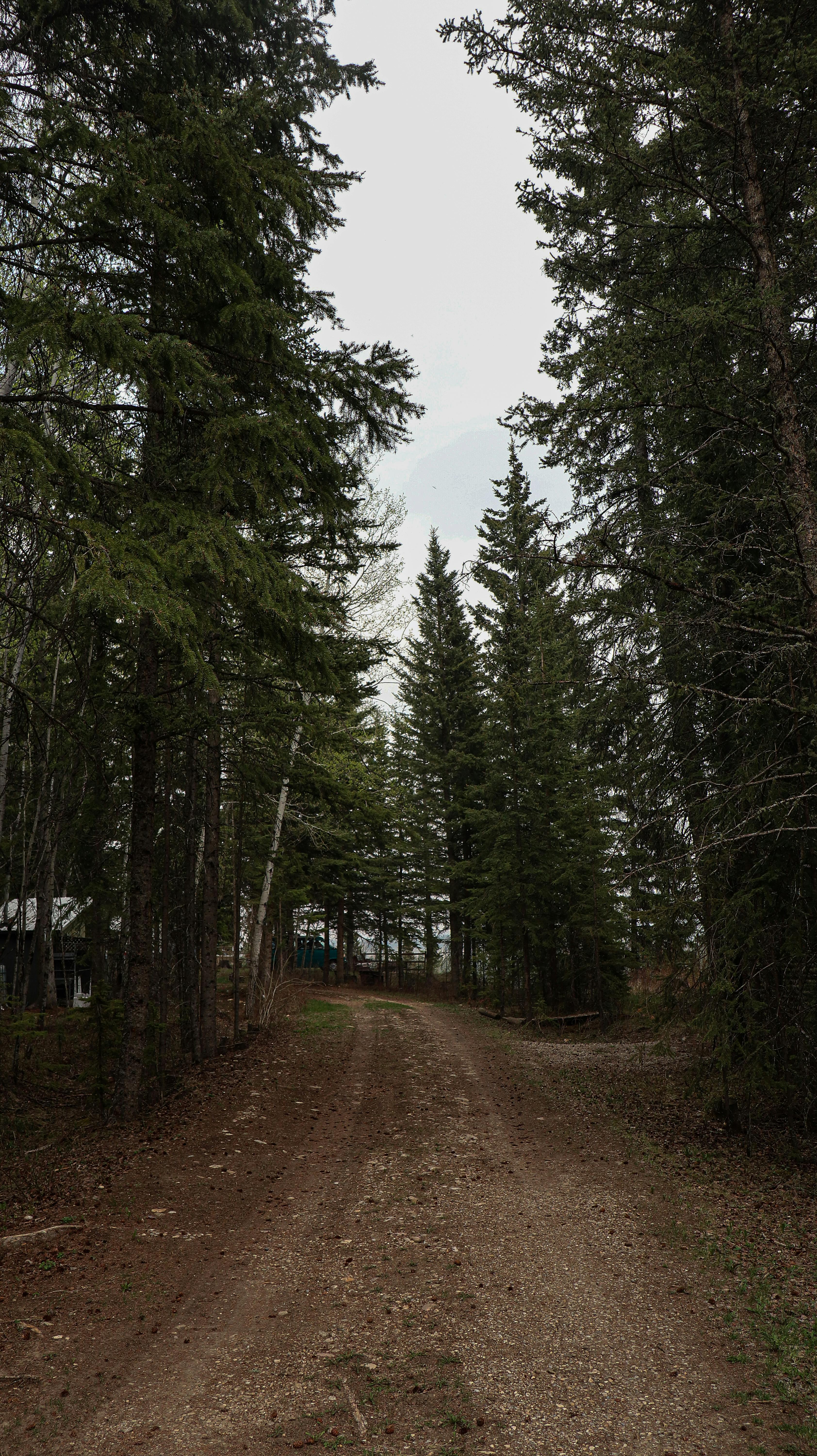 Dirt Road in Deep Forest · Free Stock Photo
