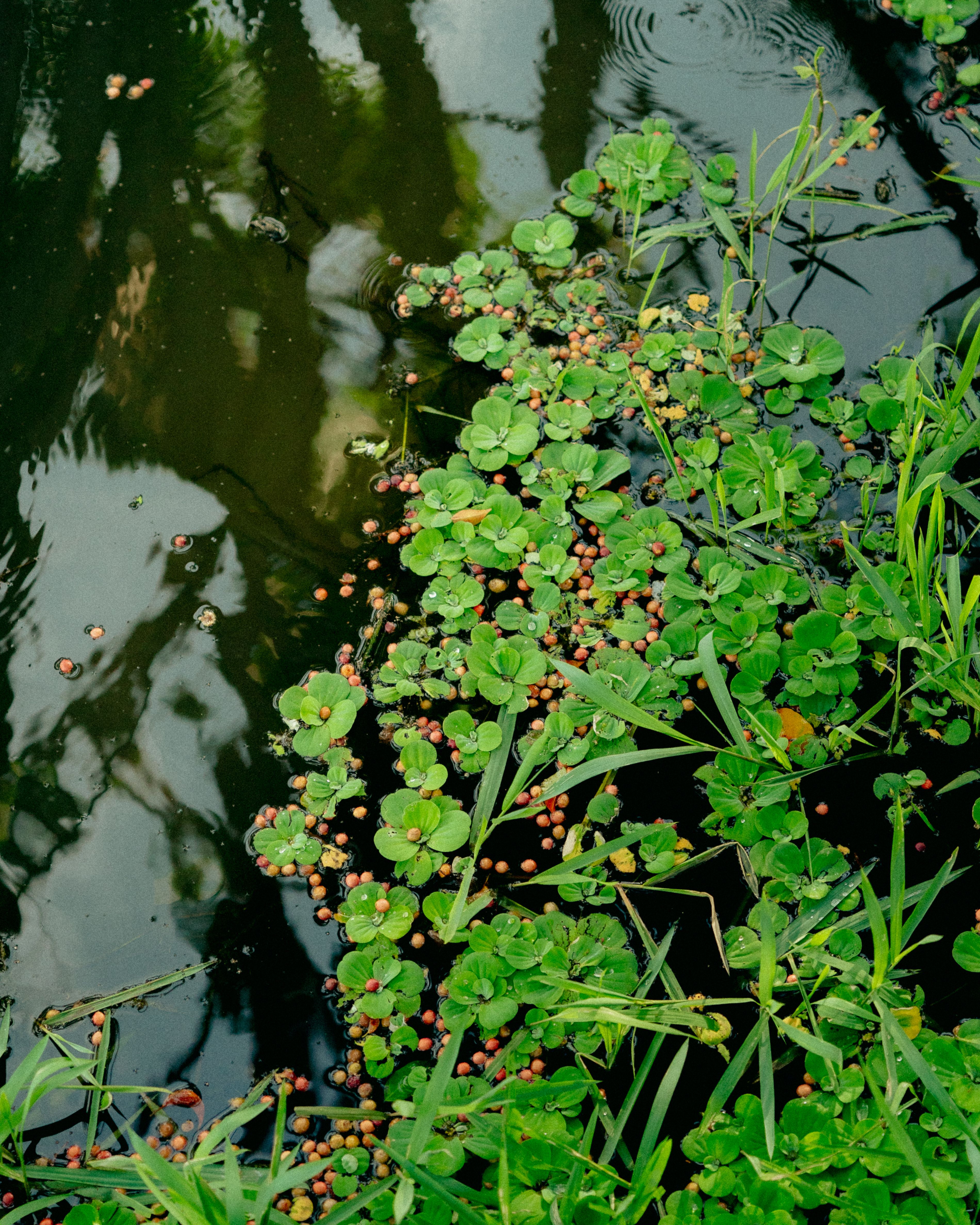 Green Plants over Lake · Free Stock Photo
