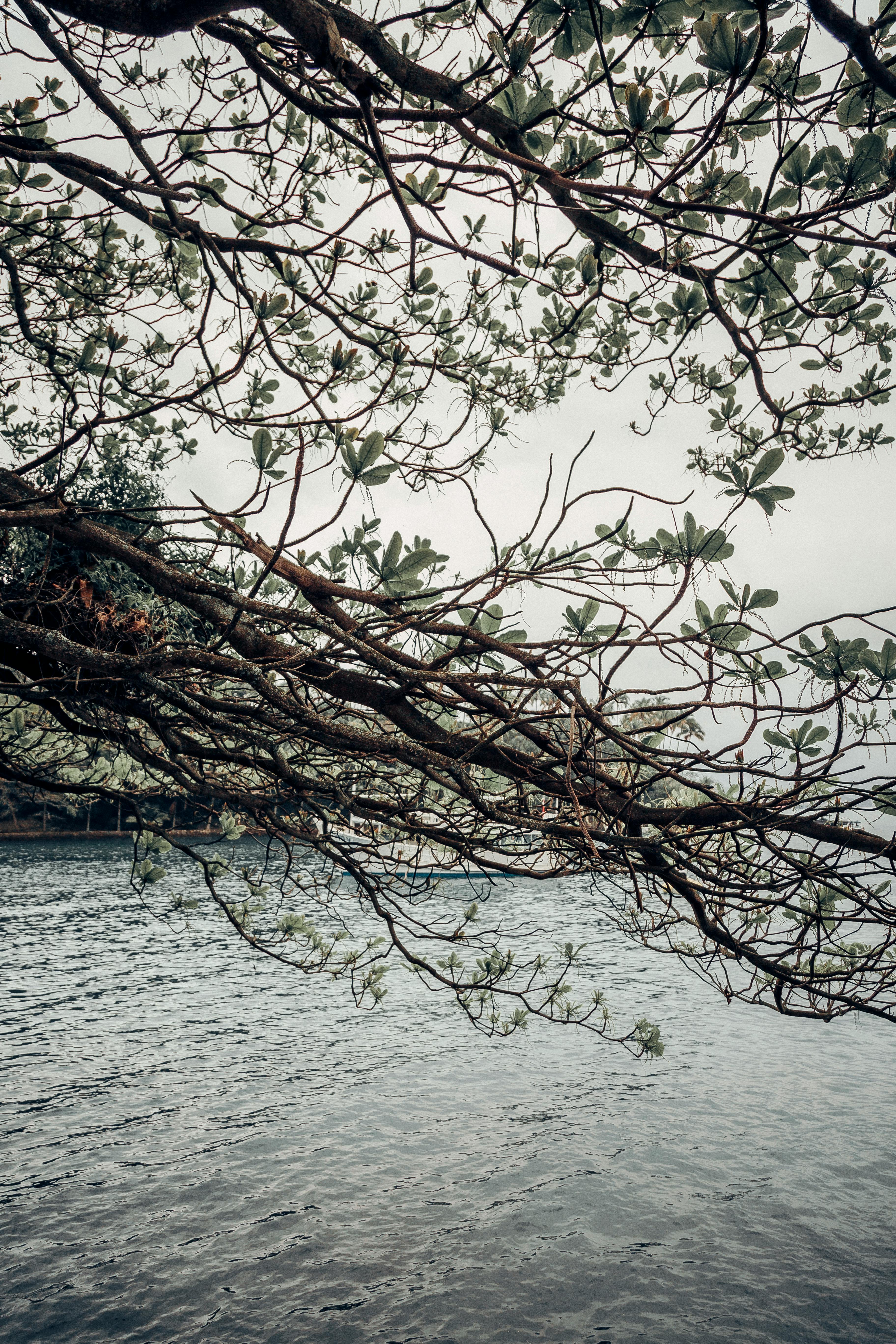 Tree Branches over Lake · Free Stock Photo