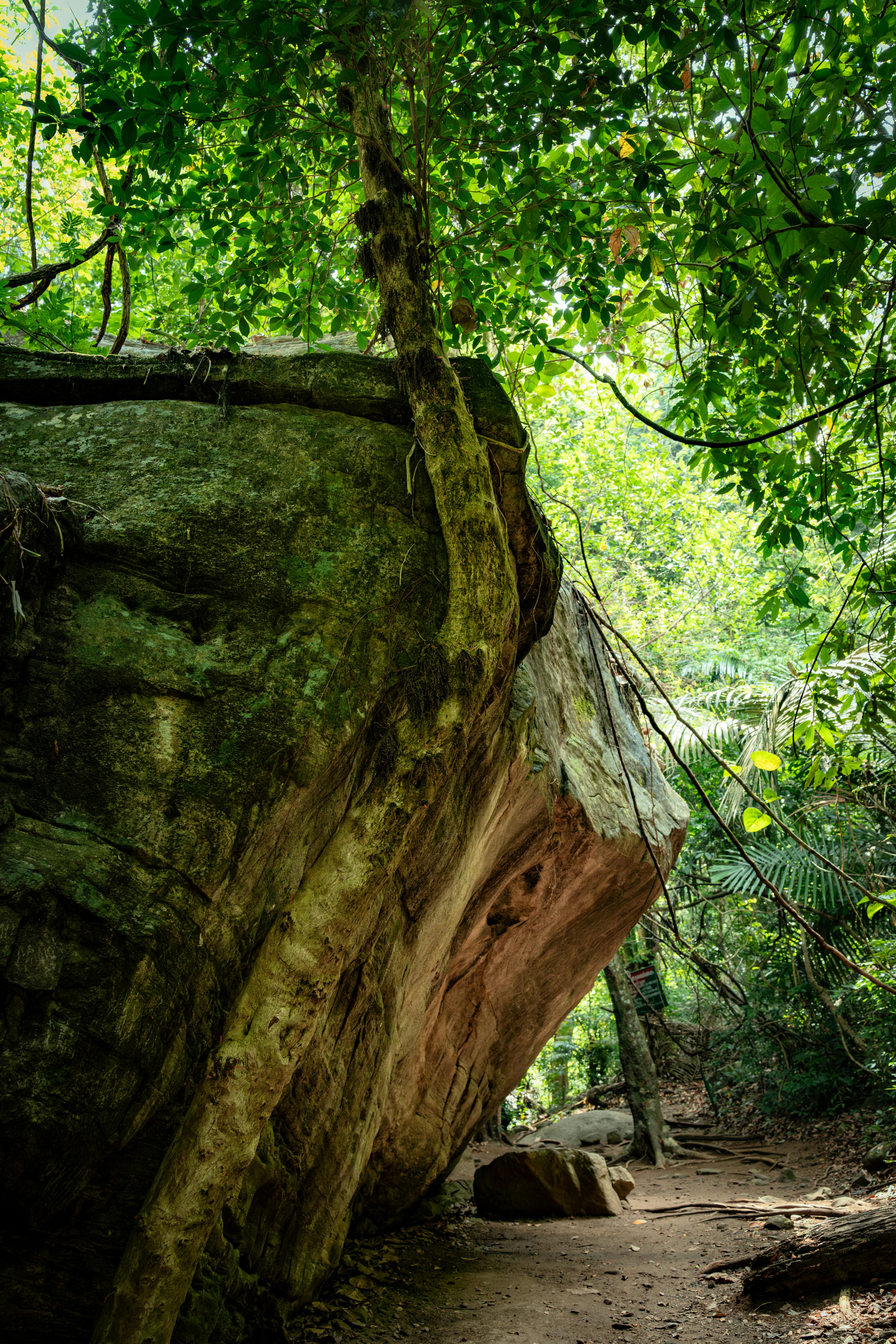 Rainforest Rock Photos, Download The BEST Free Rainforest Rock Stock ...