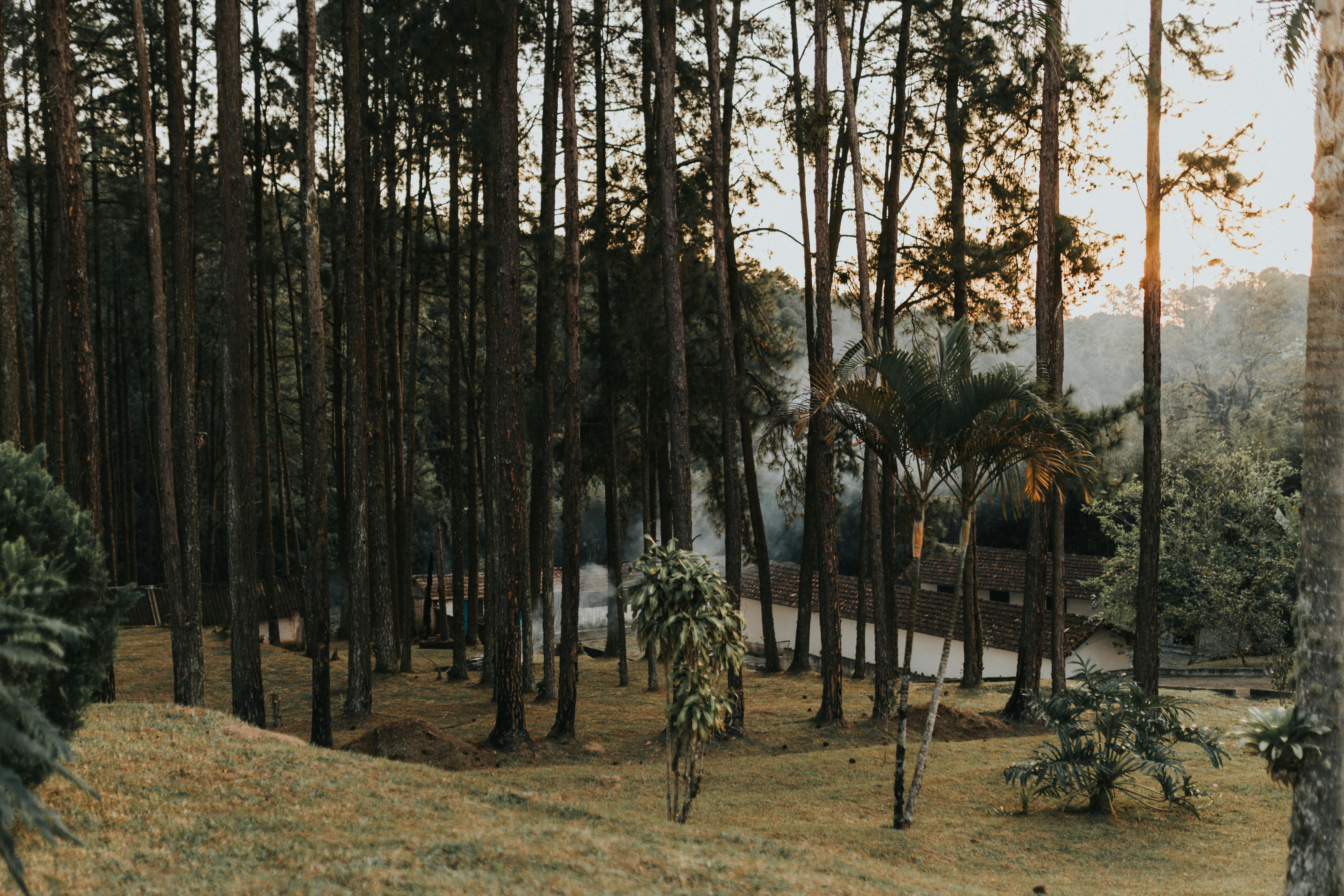 Smoke from a Bonfire on a Farm Surrounded by Trees · Free Stock Photo