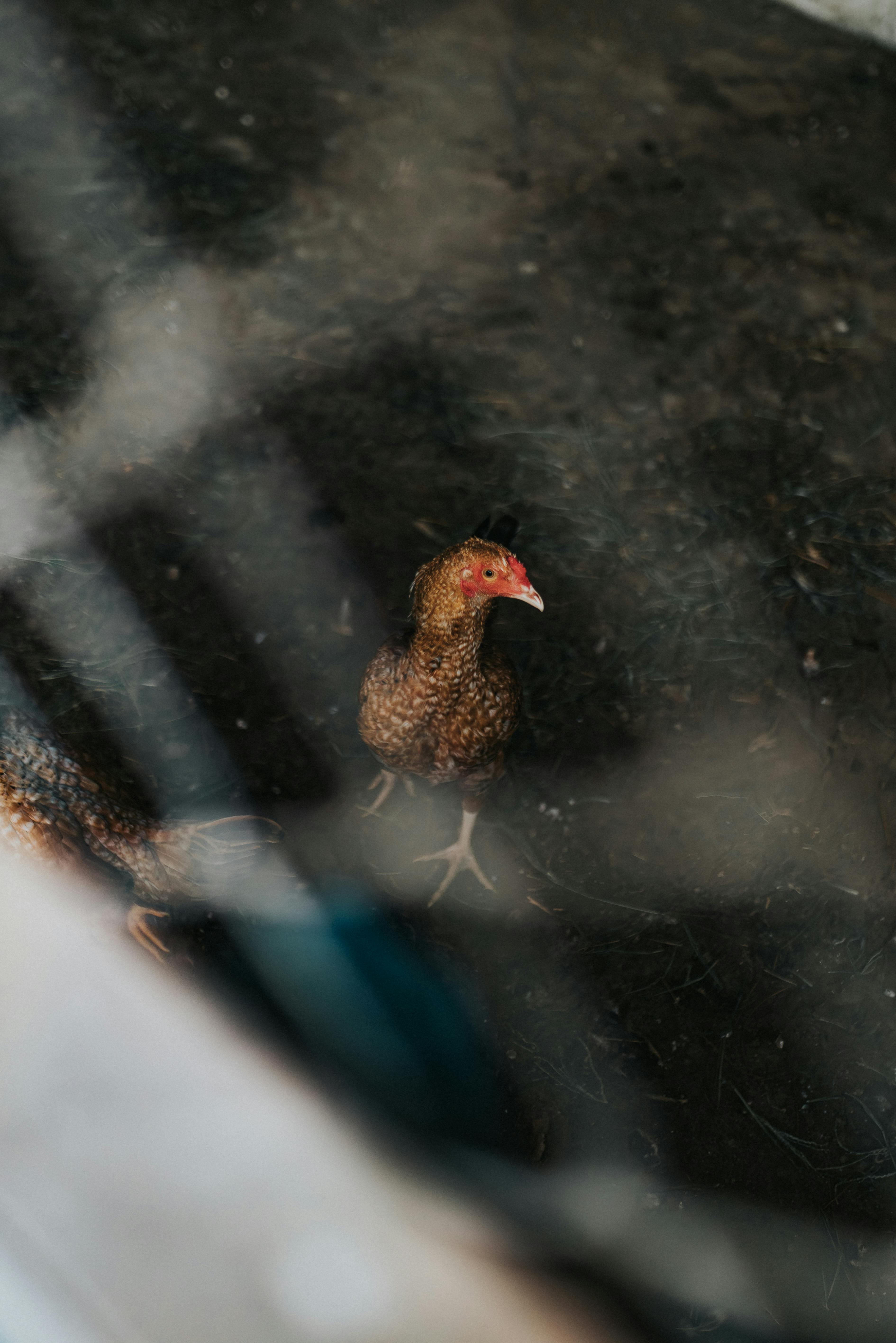 Chicken in Shadow on Farm · Free Stock Photo