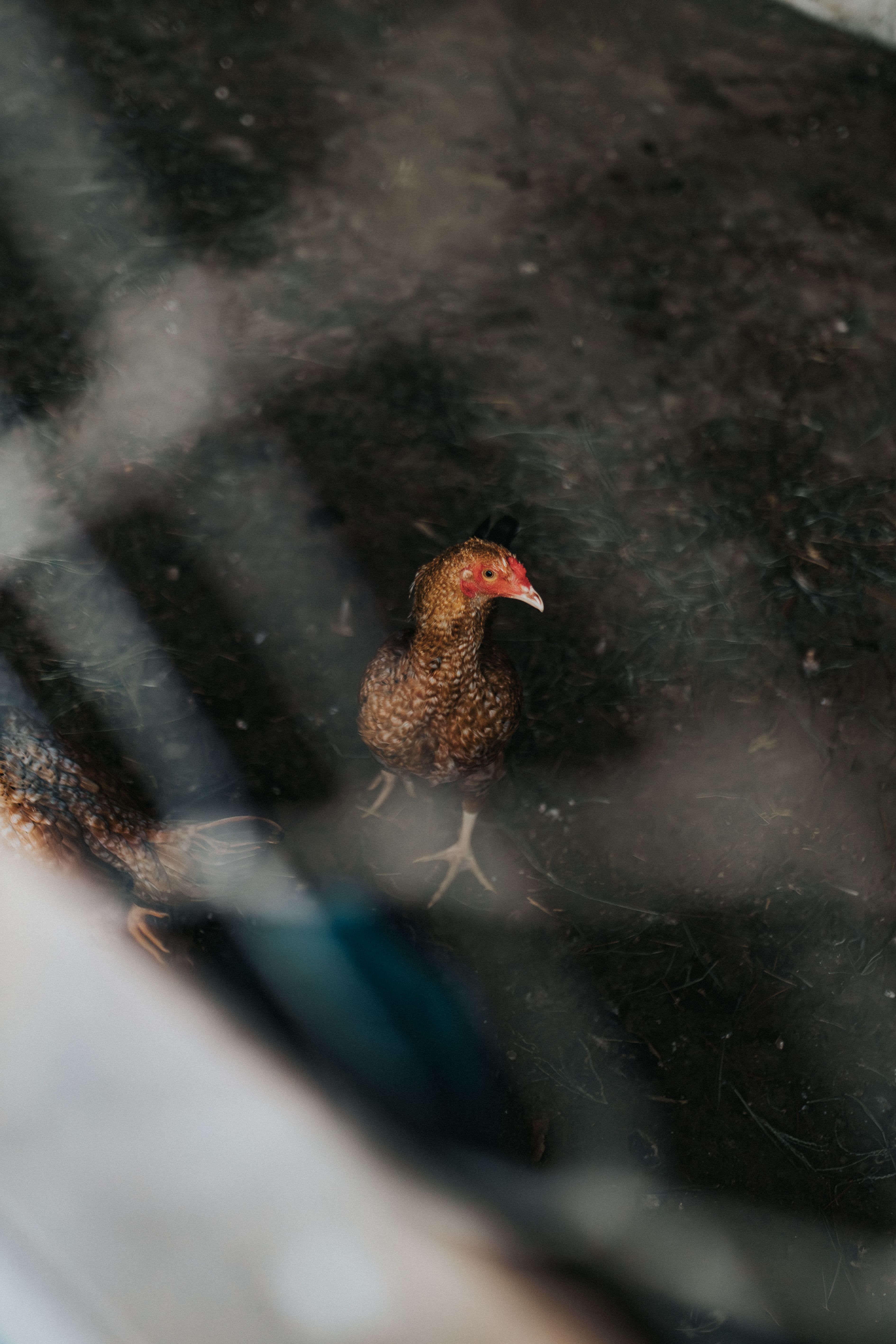 Chicken in Shadow on Farm · Free Stock Photo