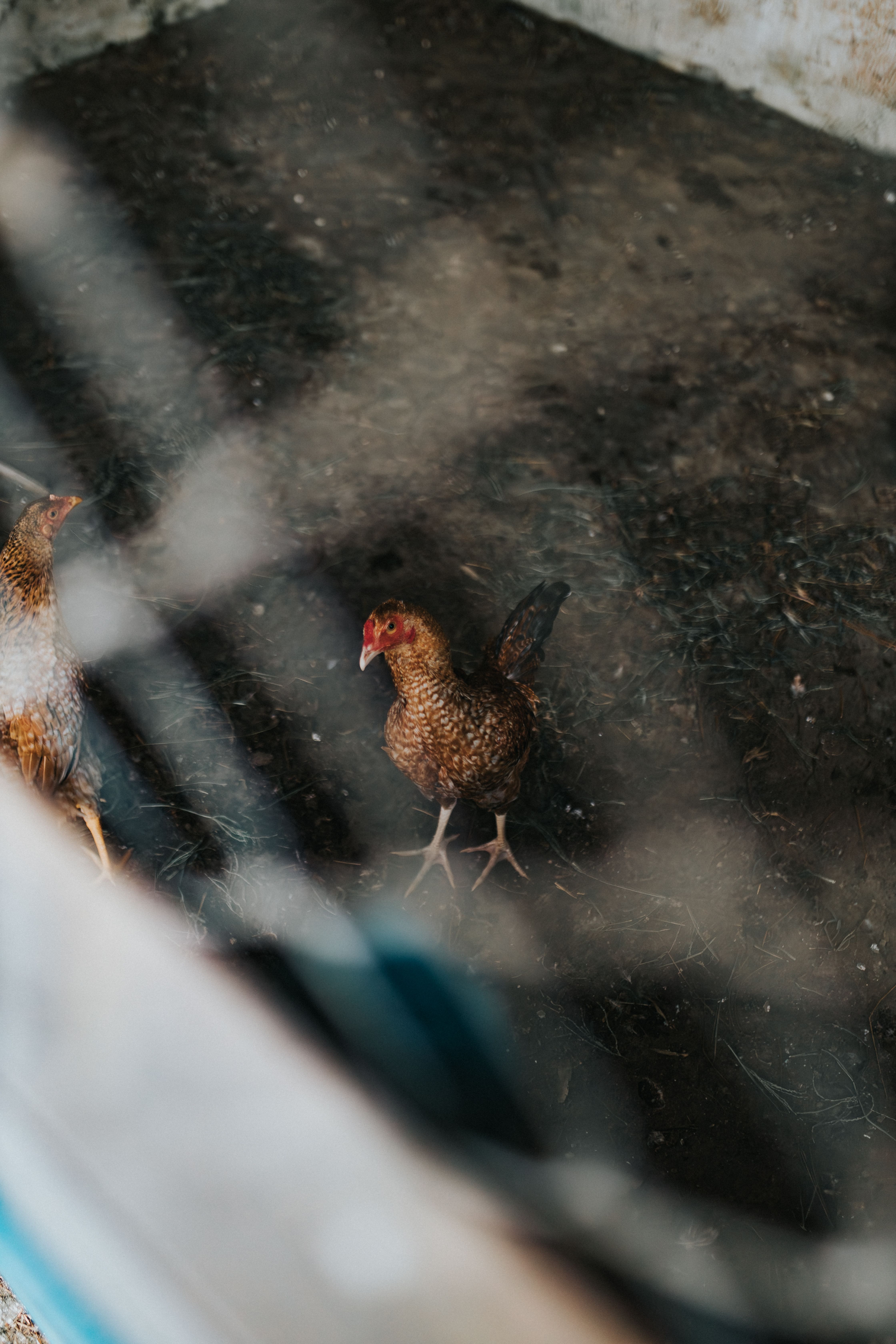 Asil Chicken Walking Around the Hen House · Free Stock Photo